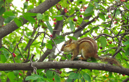 Tree-Climbing Secrets of Our Eastern Chipmunks – Oakland County Blog