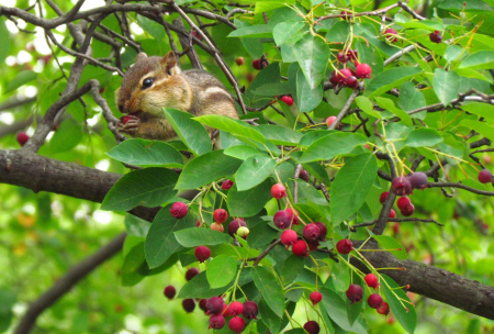 Tree-Climbing Secrets of Our Eastern Chipmunks – Oakland County Blog