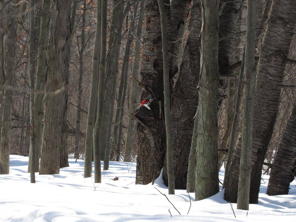 The Red-Crested, Tree-Whacker of Oakland County – Oakland County Blog