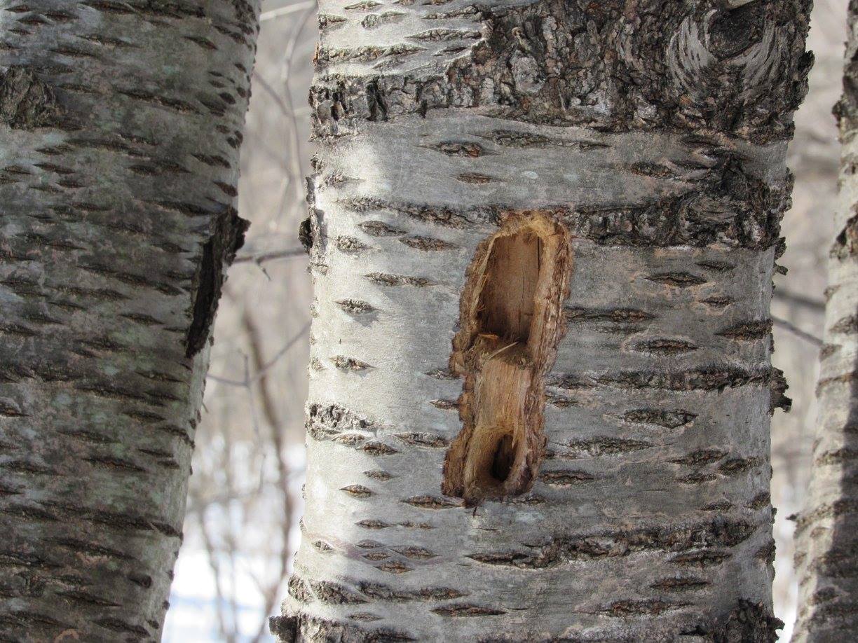 The Red-Crested, Tree-Whacker of Oakland County – Oakland County Blog