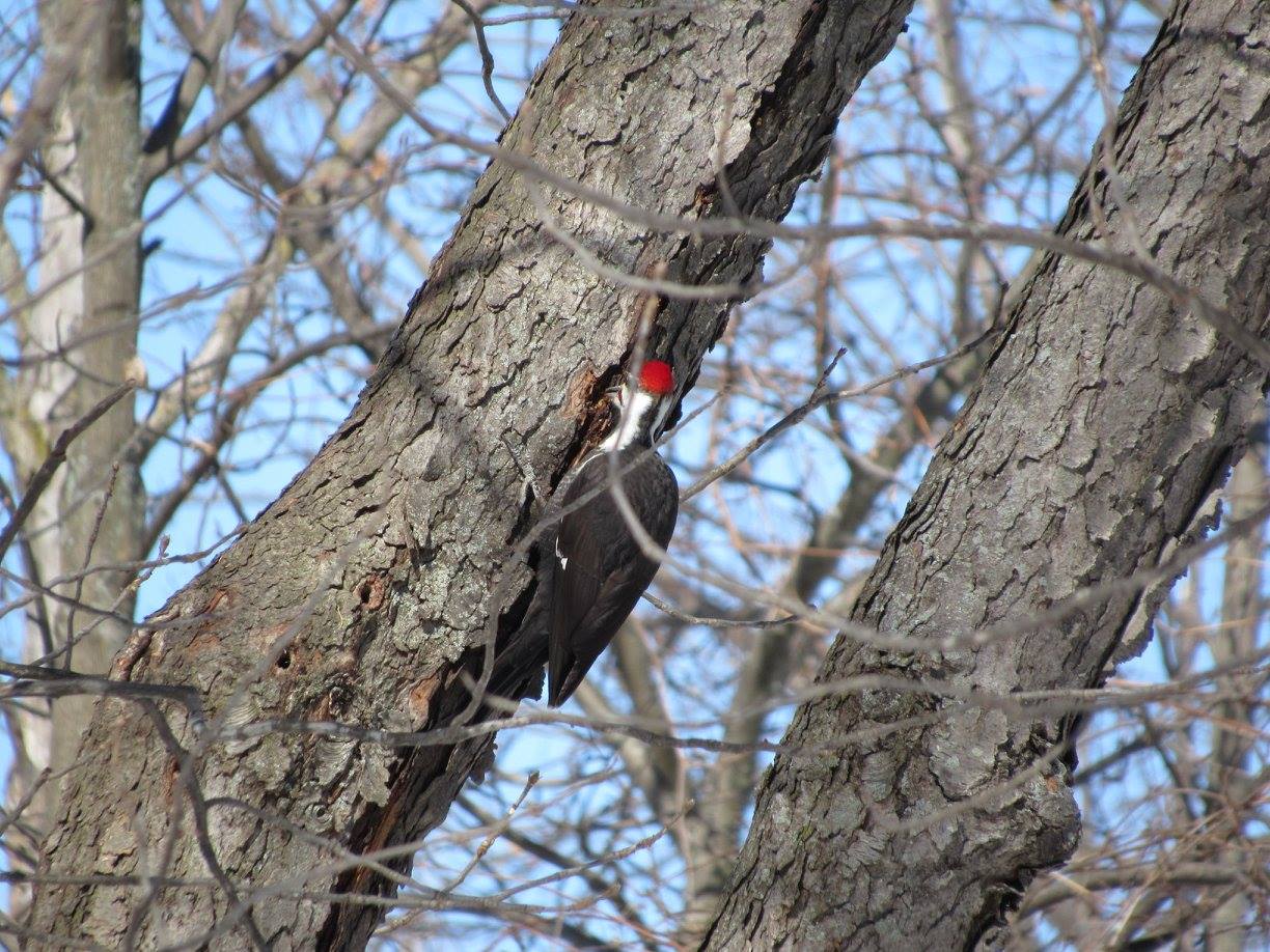 The Red-Crested, Tree-Whacker of Oakland County – Oakland County Blog