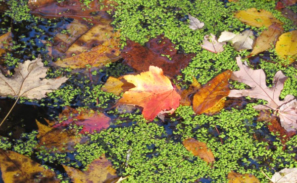 A Salute to the Dawn of Autumn – Oakland County Blog