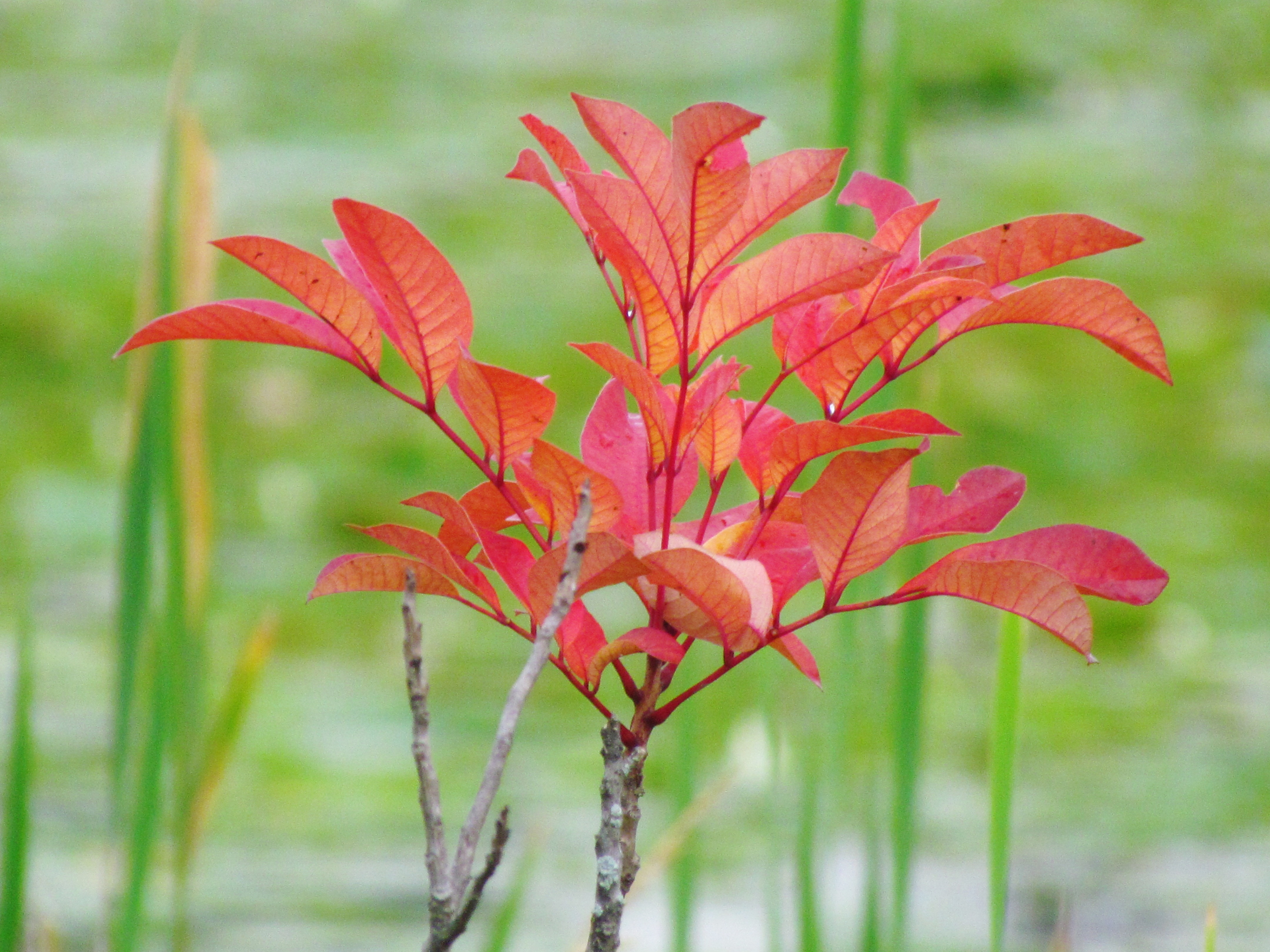 Red October: A landscape of beauty-harboring itchy secrets – Oakland ...