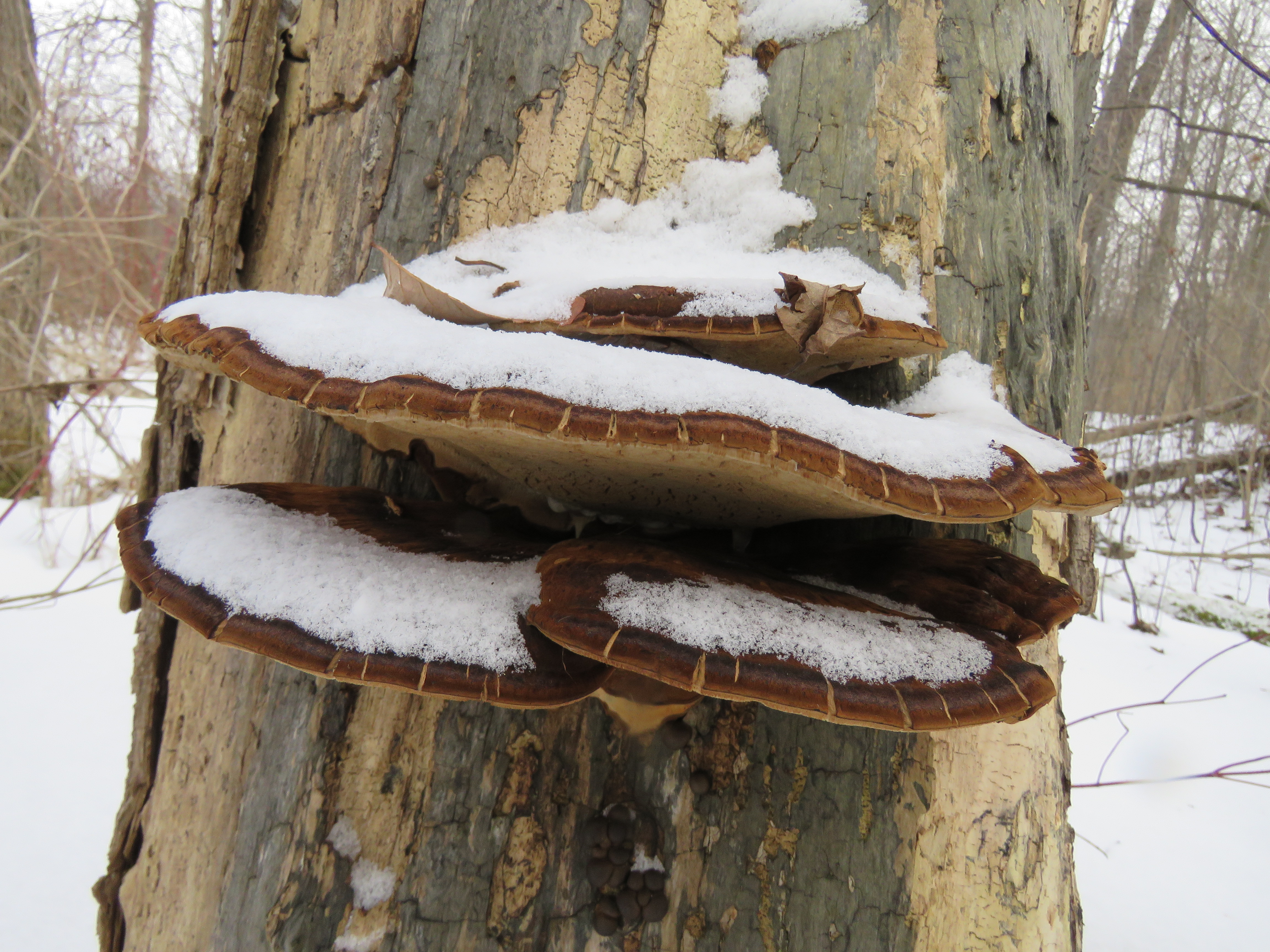 More Than A Walk In The Woods: Graham Lakes Trail – Oakland County Blog