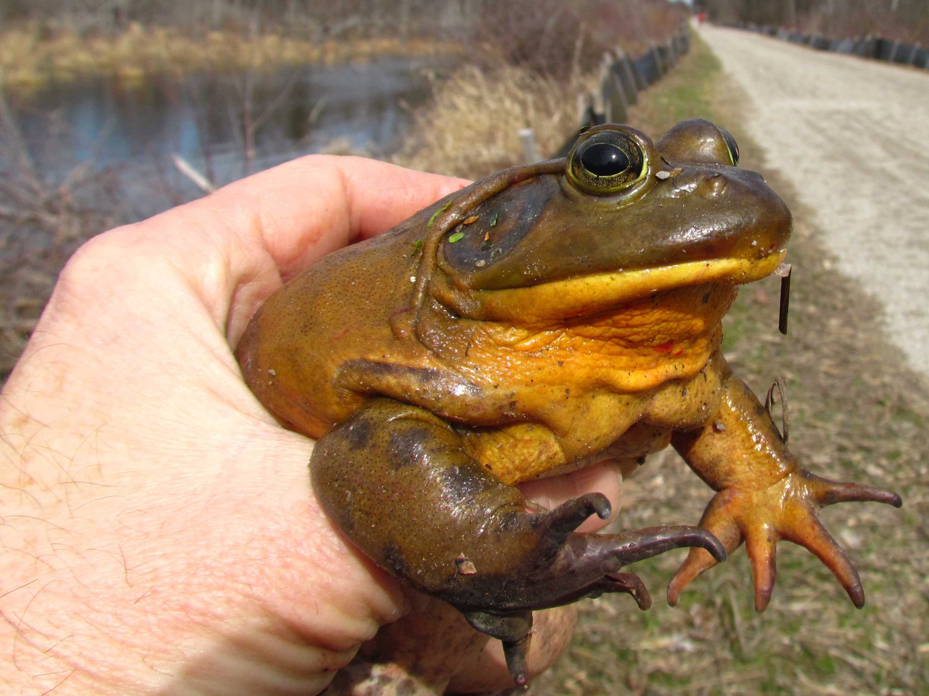 It’s National Frog Month! – Oakland County Blog