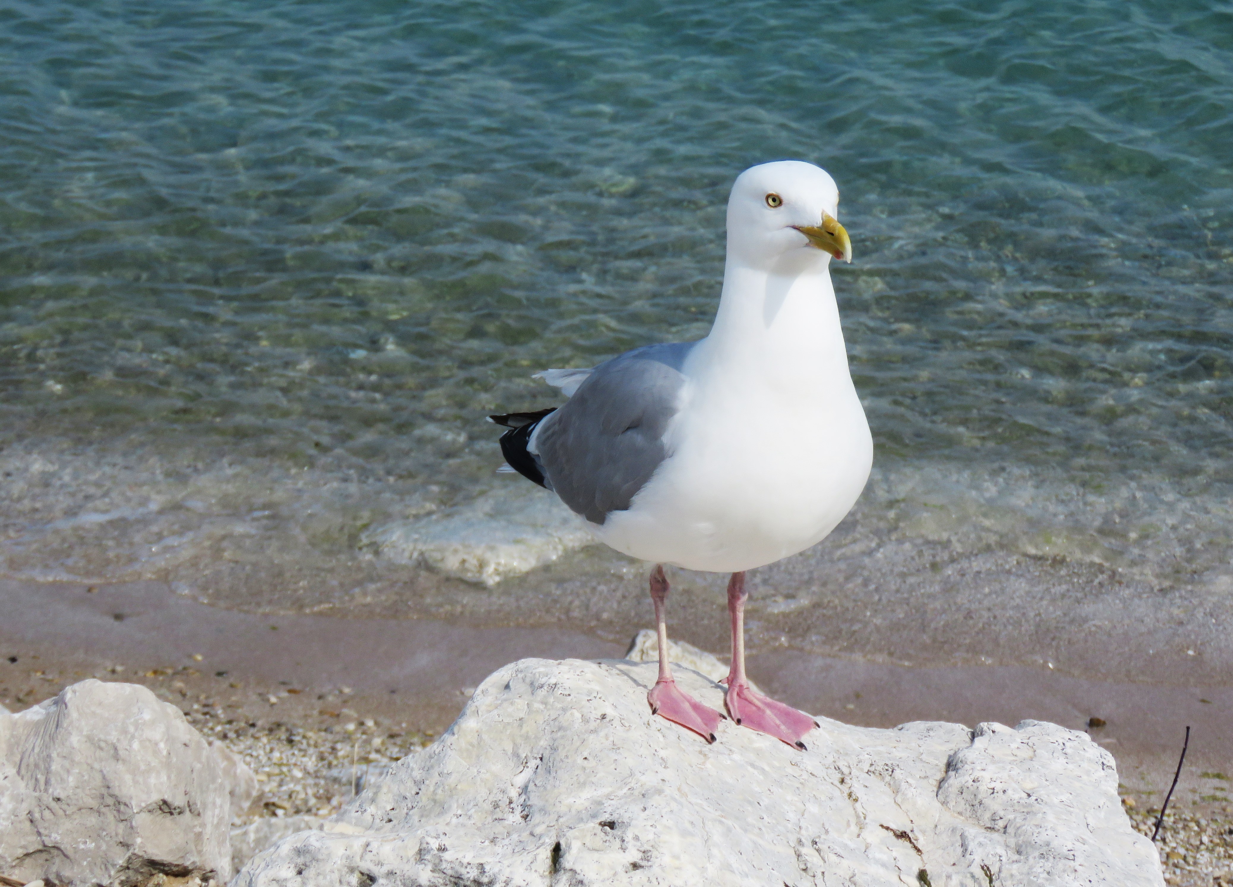 Oakland County’s Quintessential “Seagull”: The Herring Gull – Oakland ...
