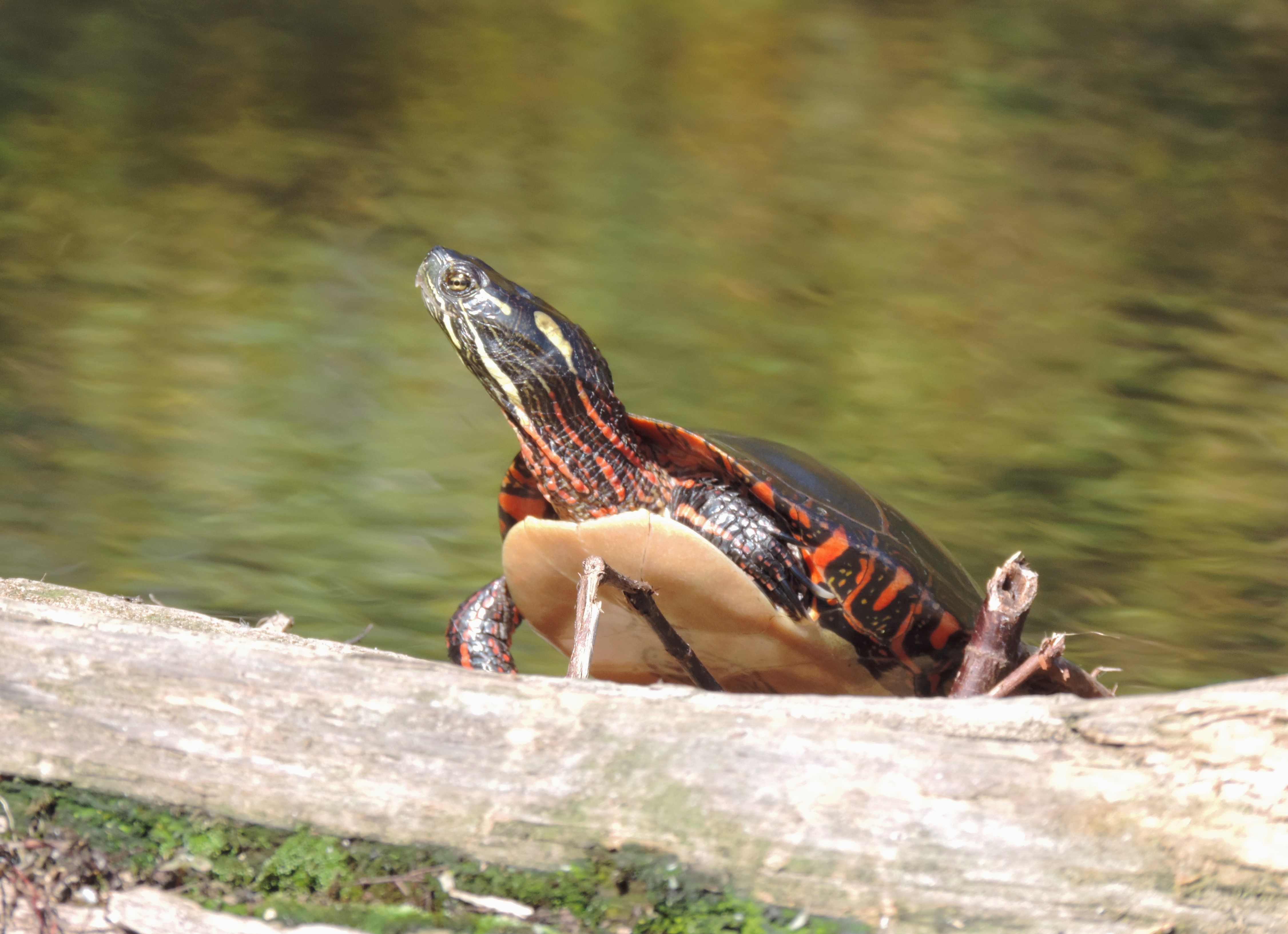 Painted Turtle Time: Become a Kid Again! – Oakland County Blog