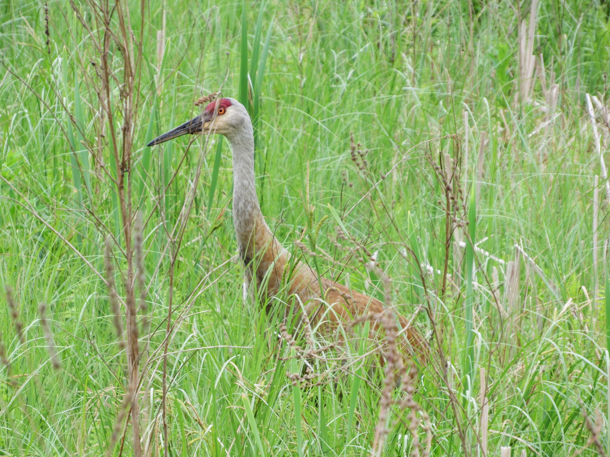 Rose Oaks County Park: A Wildland Gem of Oakland County – Oakland ...