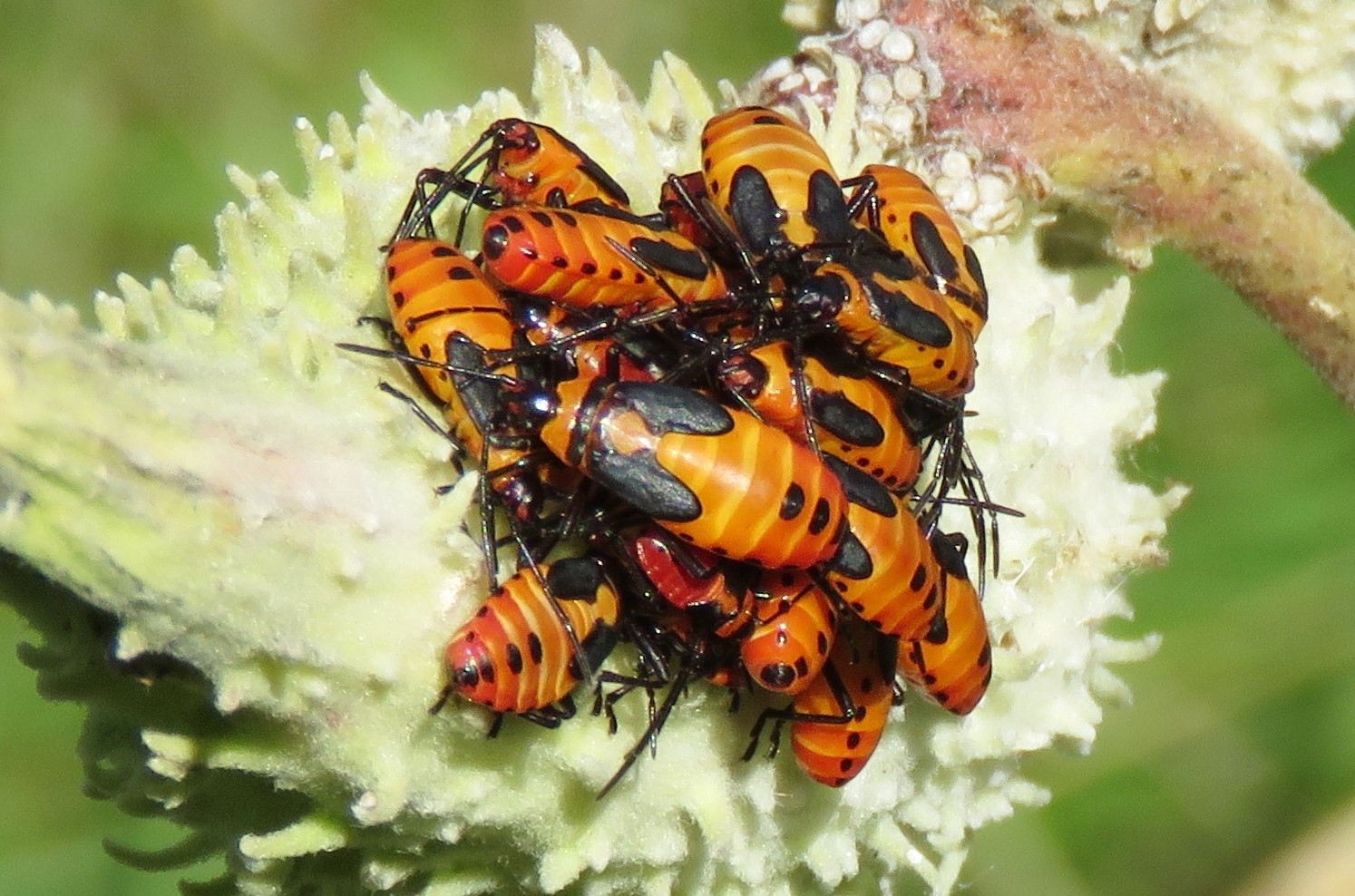 Milkweed Bugs of October Meadows – Oakland County Blog