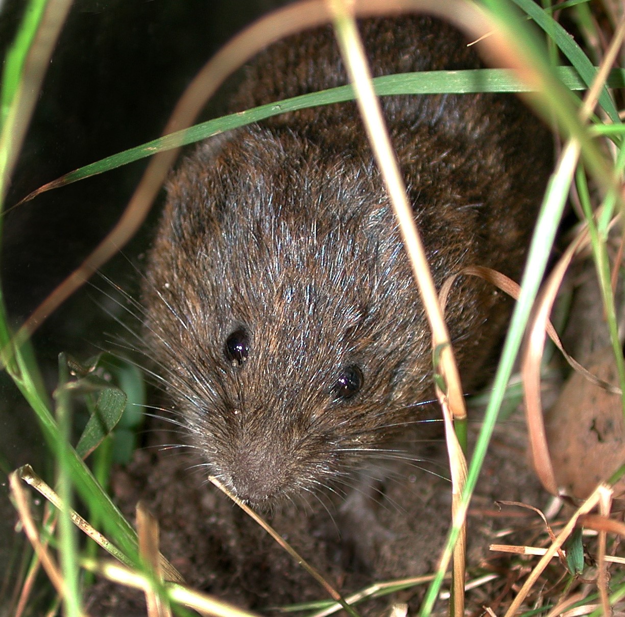 vole – Oakland County Blog