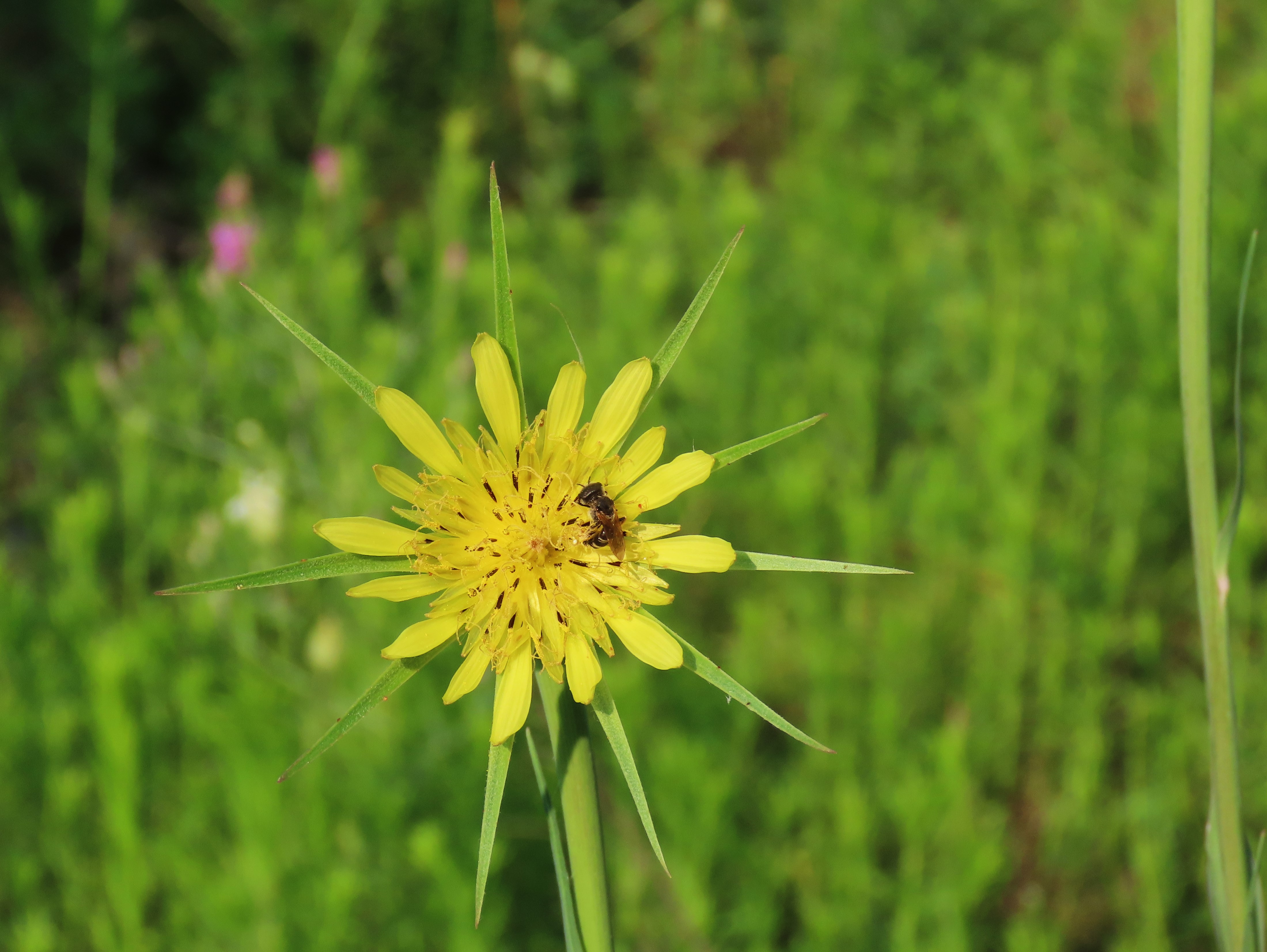 Yellow Goat’s Beard of Oakland County – Oakland County Blog