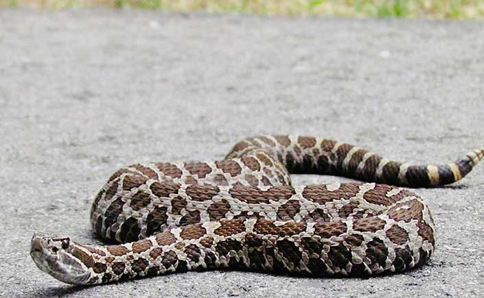 Eastern Massasauga Rattlesnakes of October – Oakland County Blog