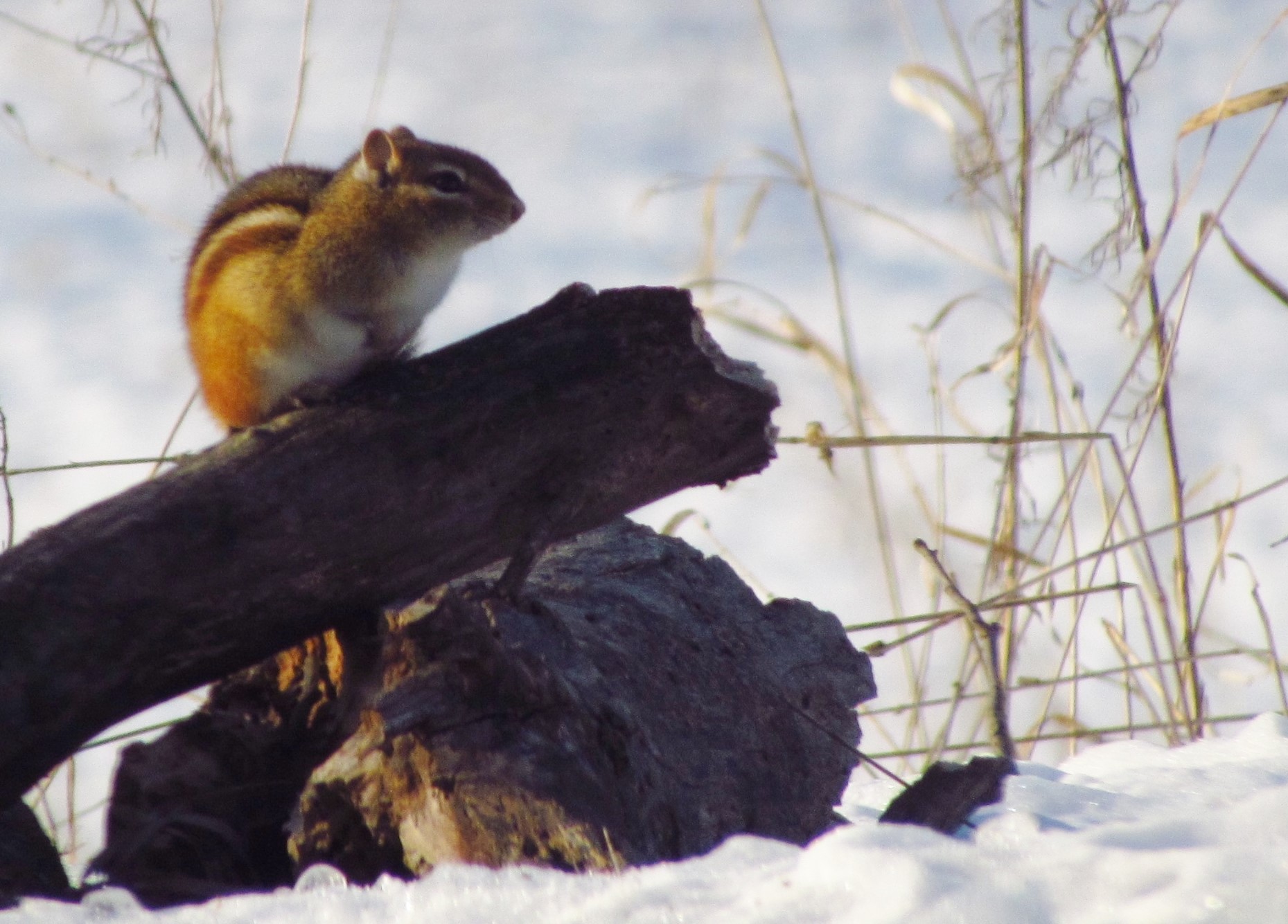 chipmunk on log winter – Oakland County Blog
