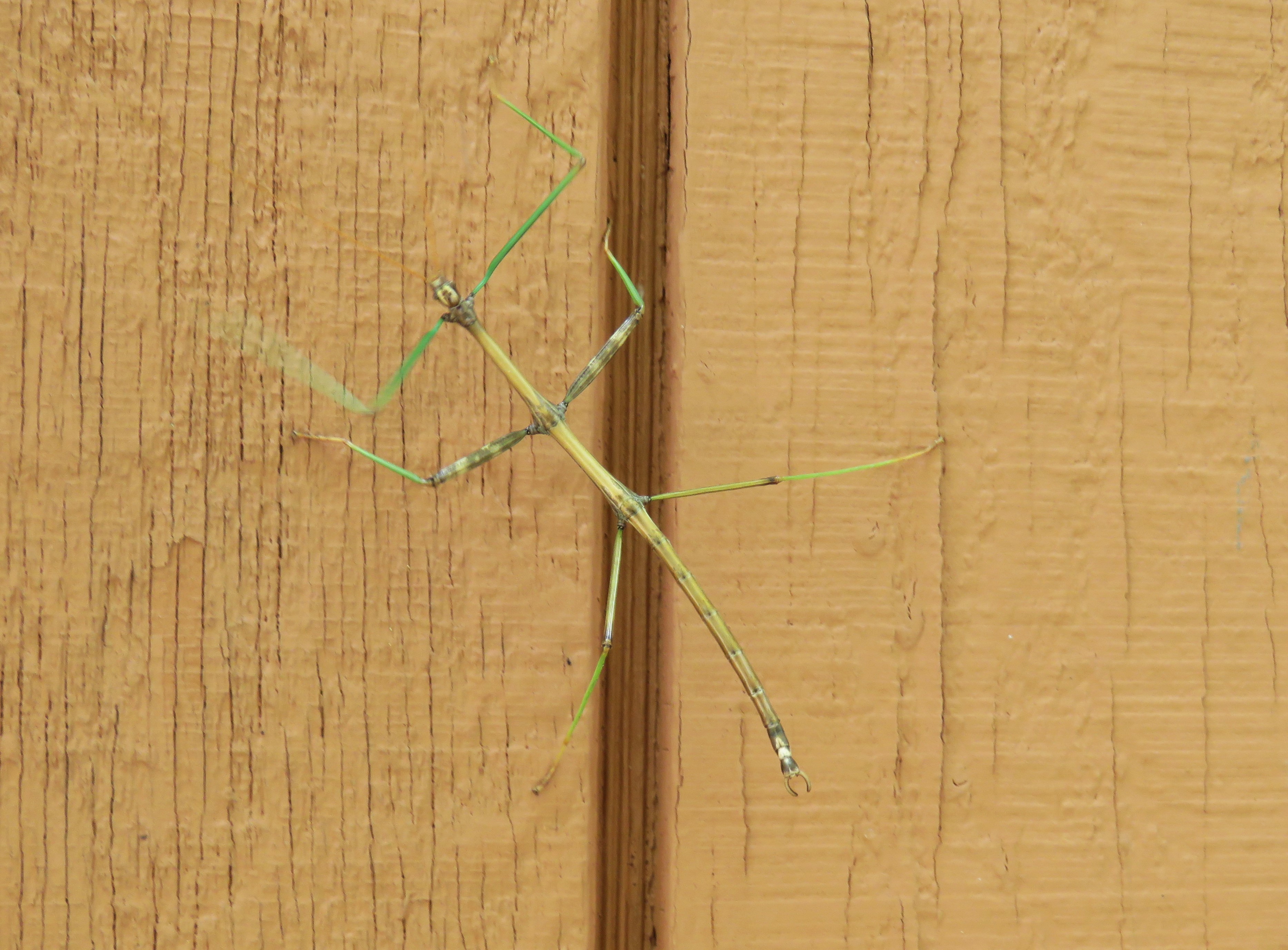 Creepy Crawly Wondrous Walkingsticks – Oakland County Blog