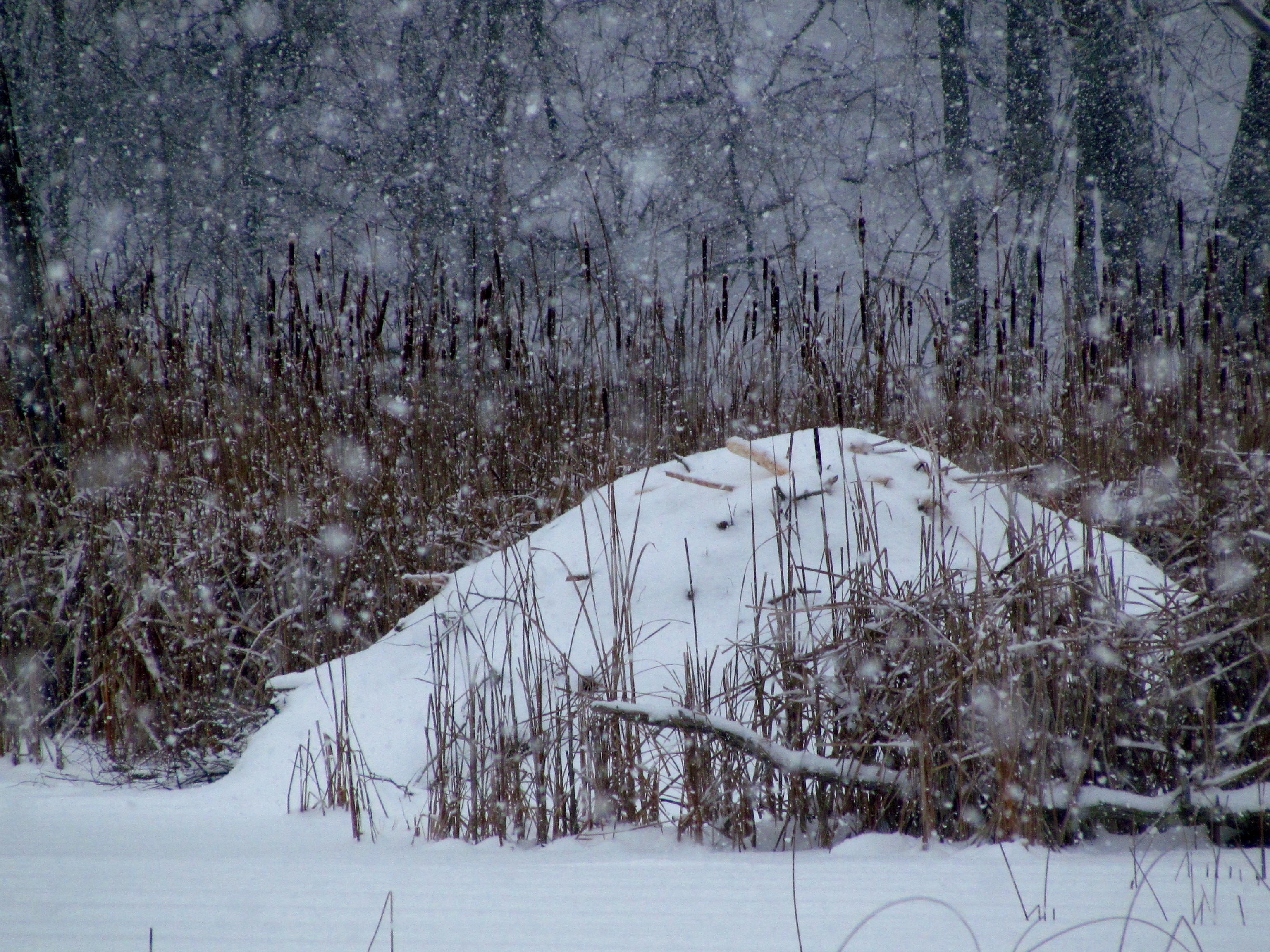 snow covered beaver lodge – Oakland County Blog