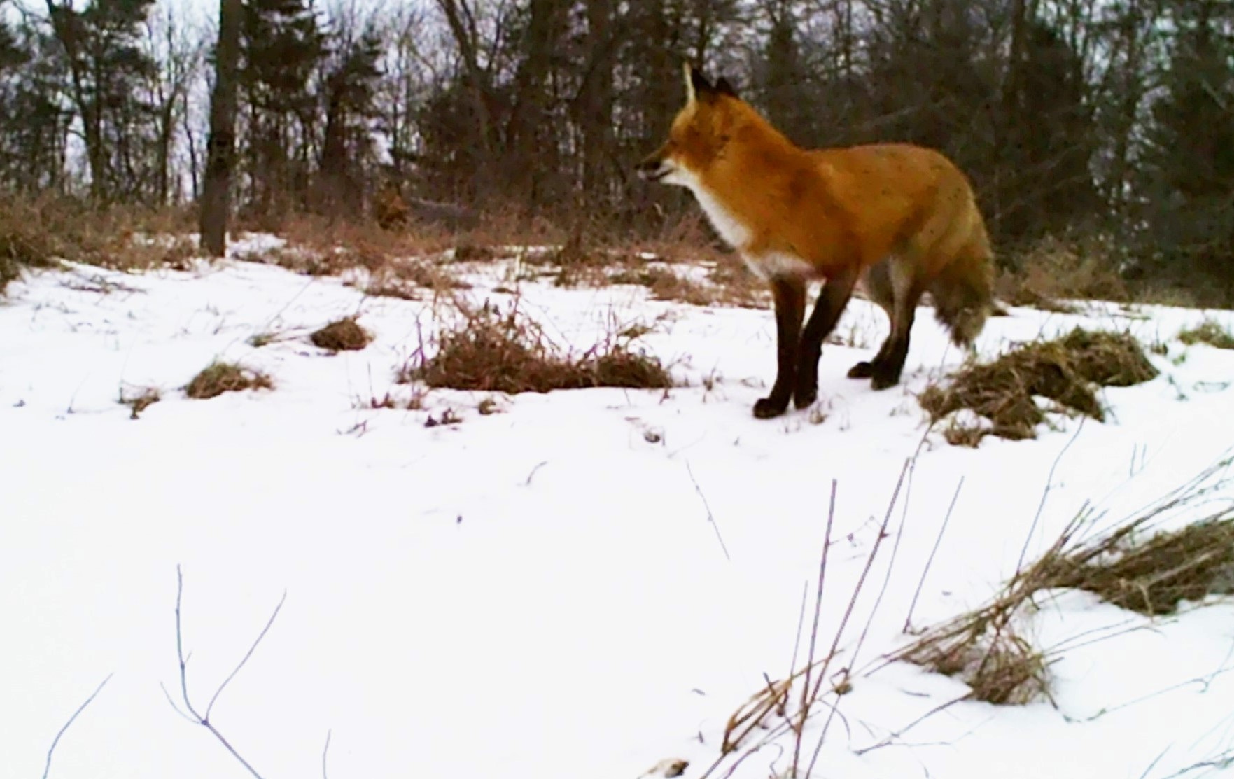 Meet the Wary and Watchful Red Fox – Oakland County Blog