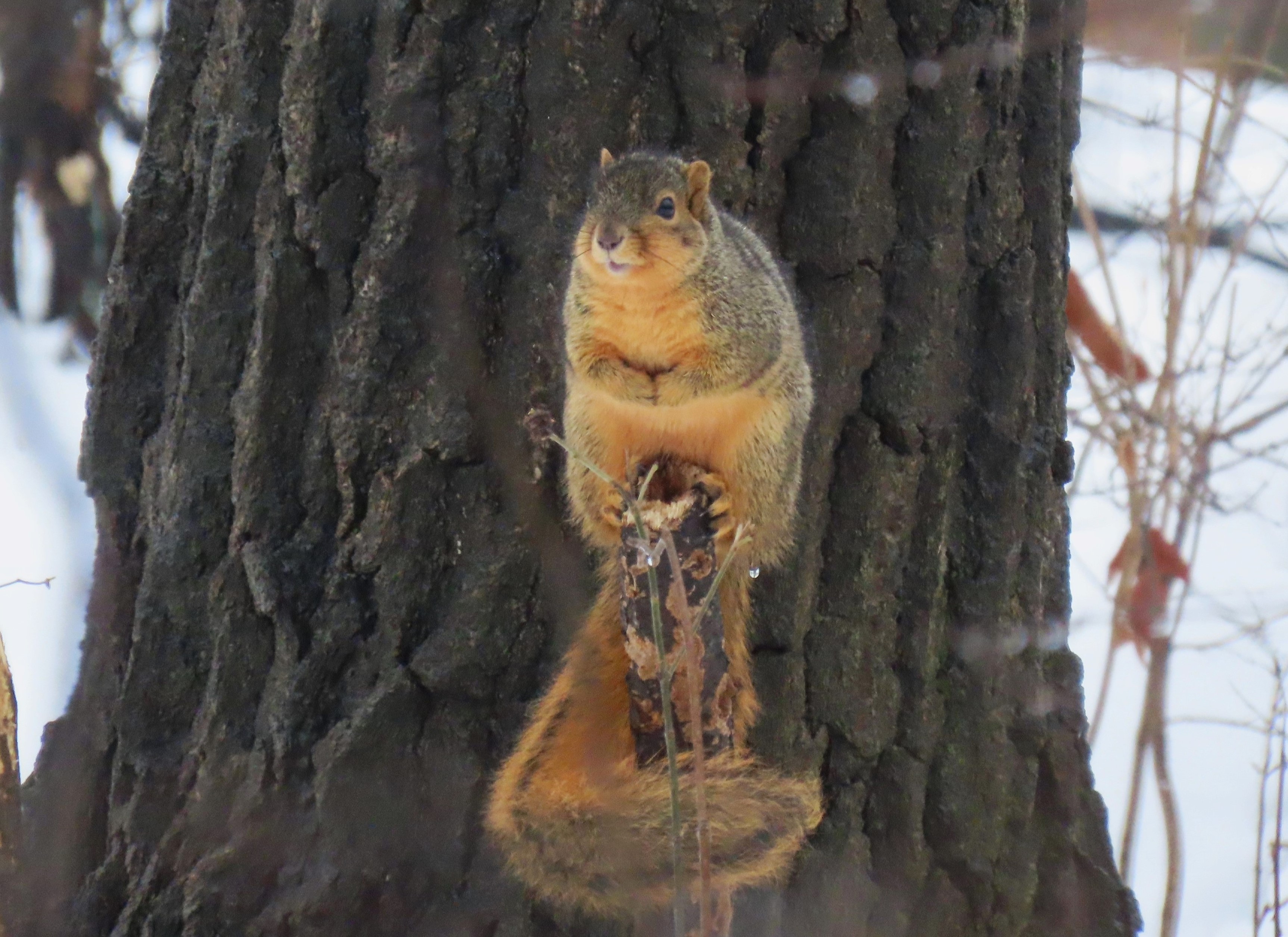 Fox squirrel ‘prayer’ stance – Oakland County Blog