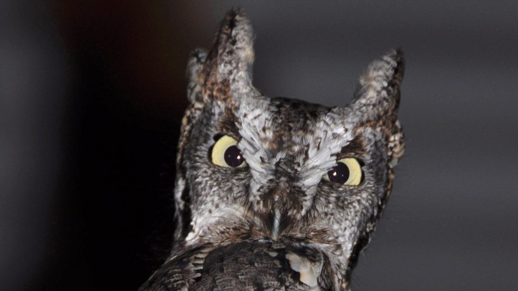 Screech Owls: Your Secret Neighbor – Oakland County Blog