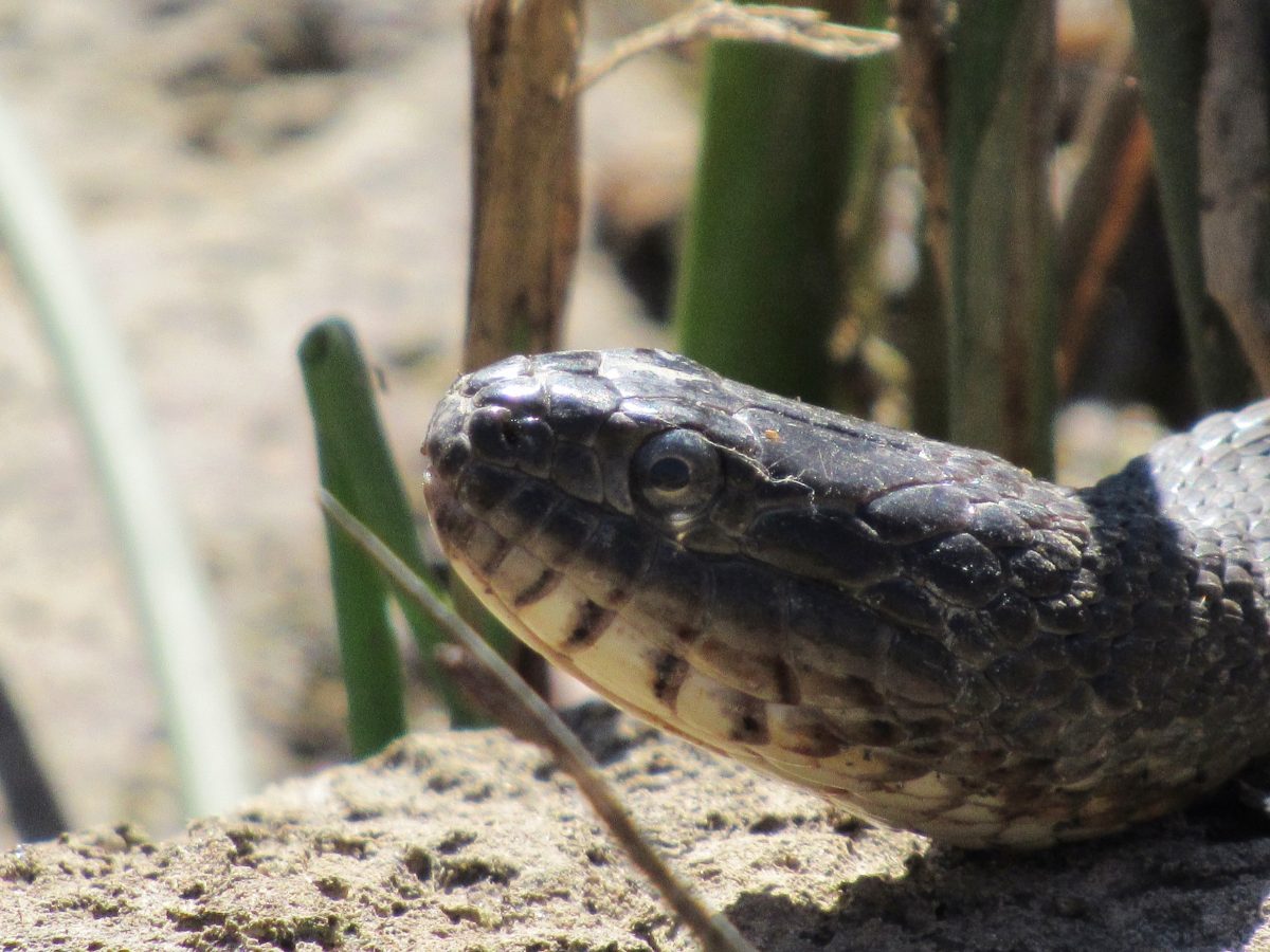 Northern Water Snakes – Facts, Fiction and Phobias! – Oakland County Blog