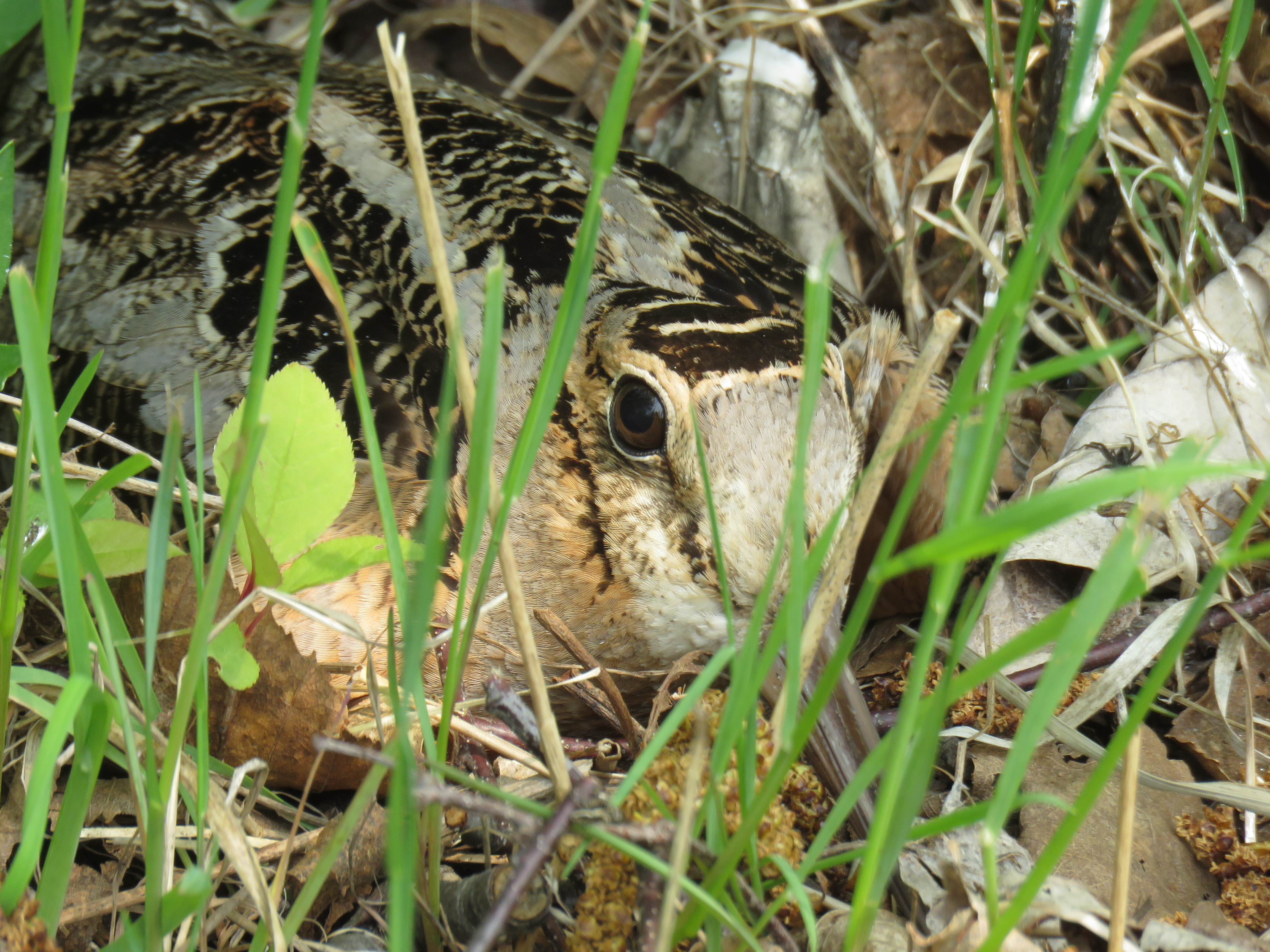 Timberdoodle Tales – Oakland County Blog
