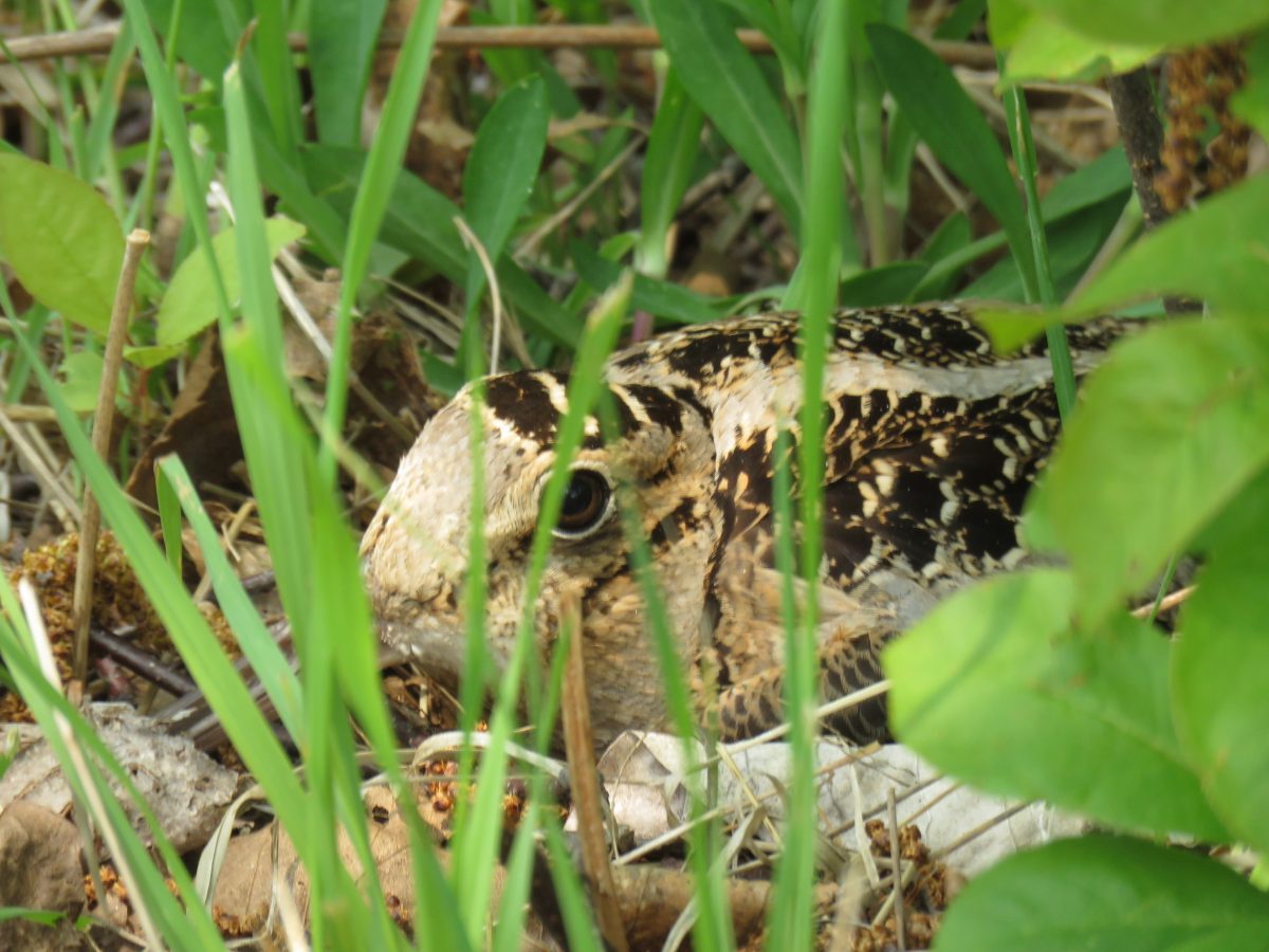 Timberdoodle Tales – Oakland County Blog