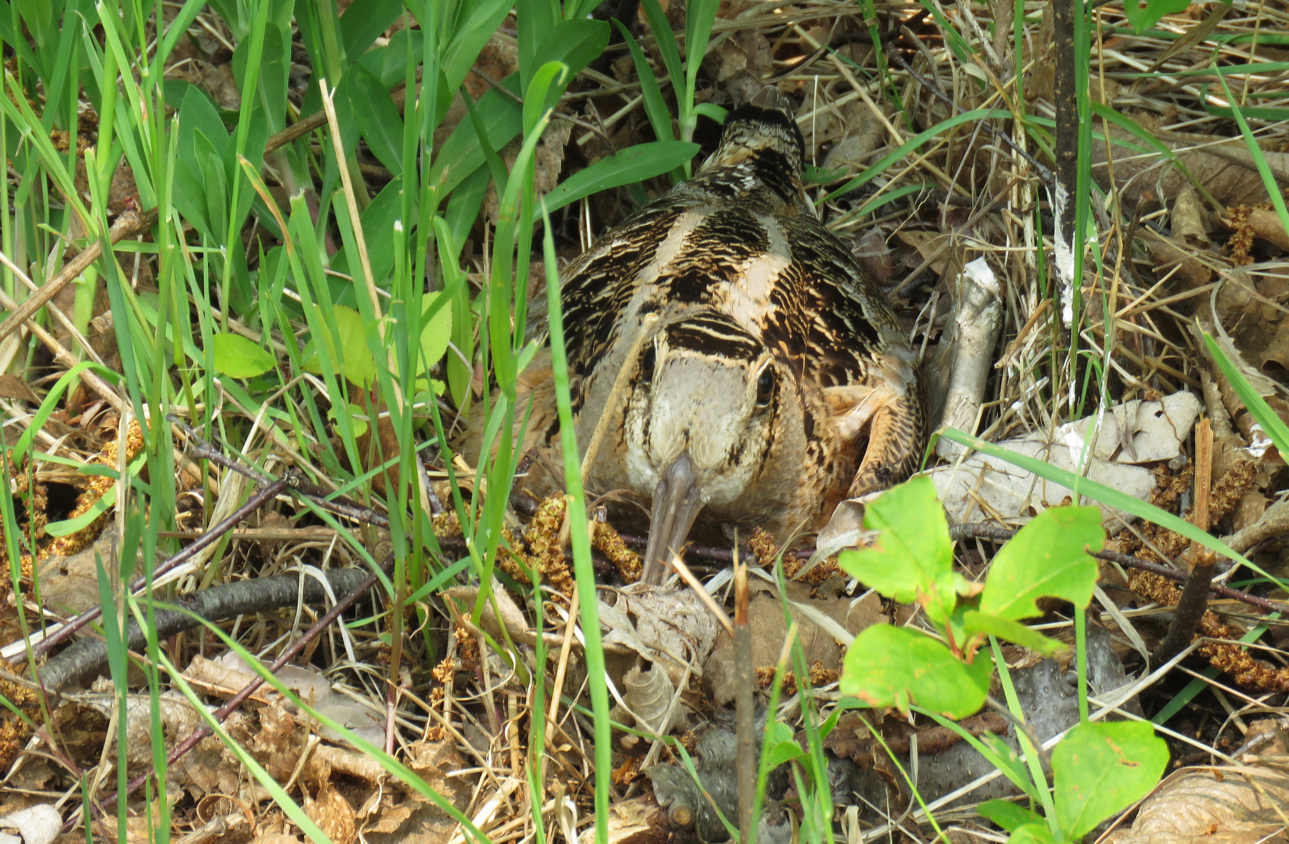 Timberdoodle Tales – Oakland County Blog