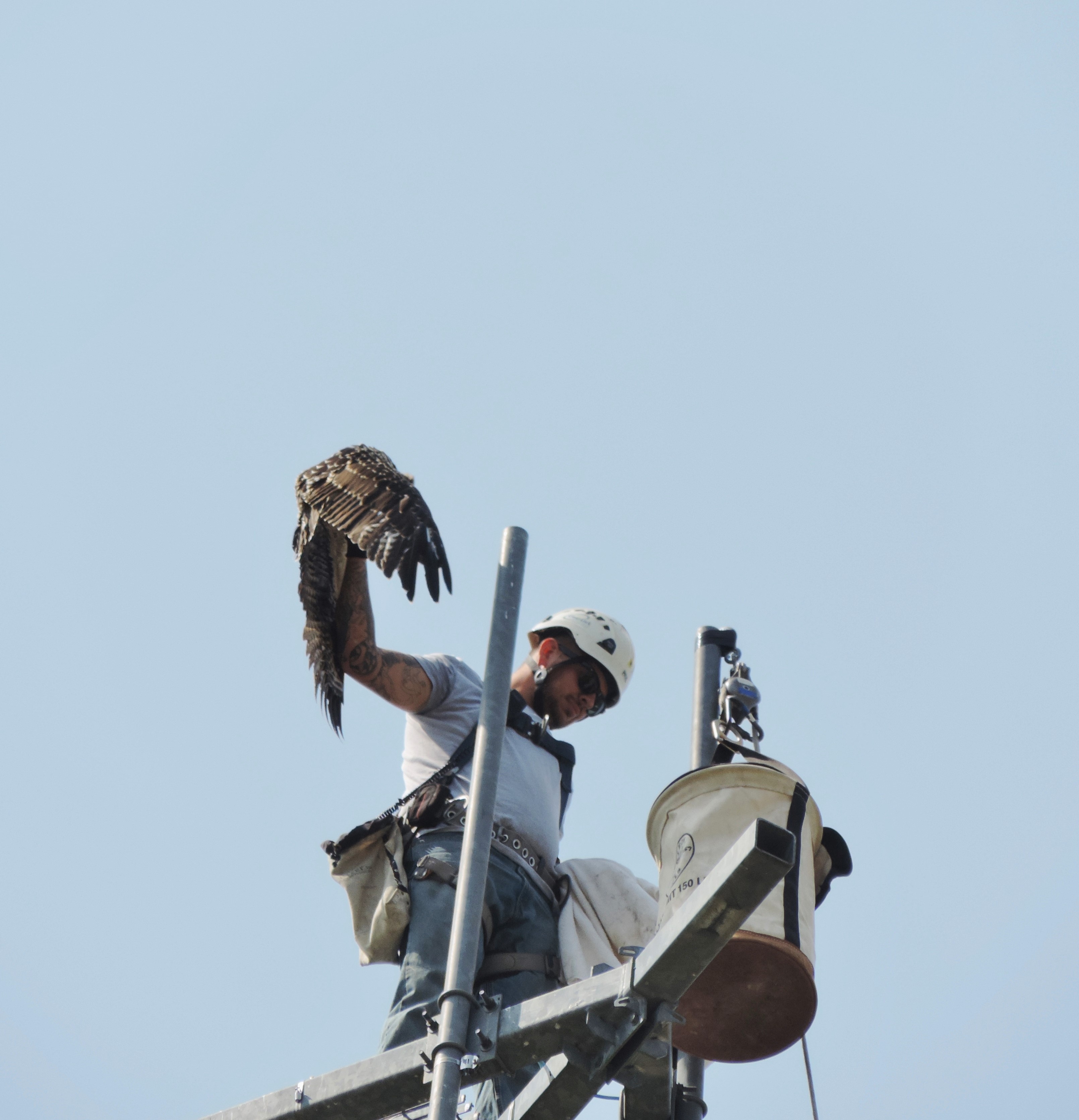 The Mighty Osprey! – Oakland County Blog