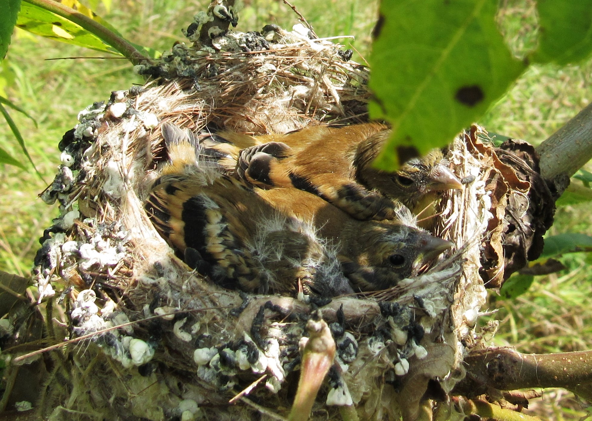 Goldfinches Love Thistles! – Oakland County Blog