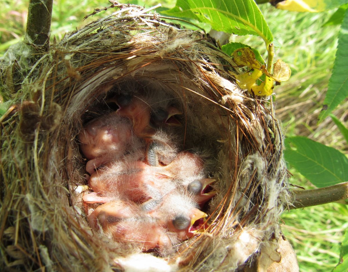 Goldfinches Love Thistles! – Oakland County Blog