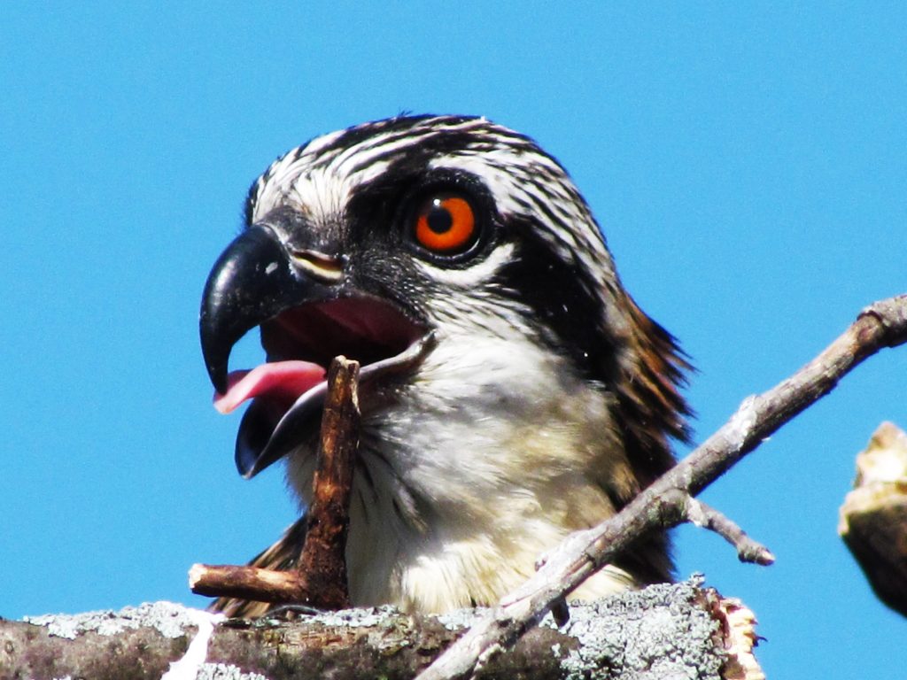The Mighty Osprey! – Oakland County Blog