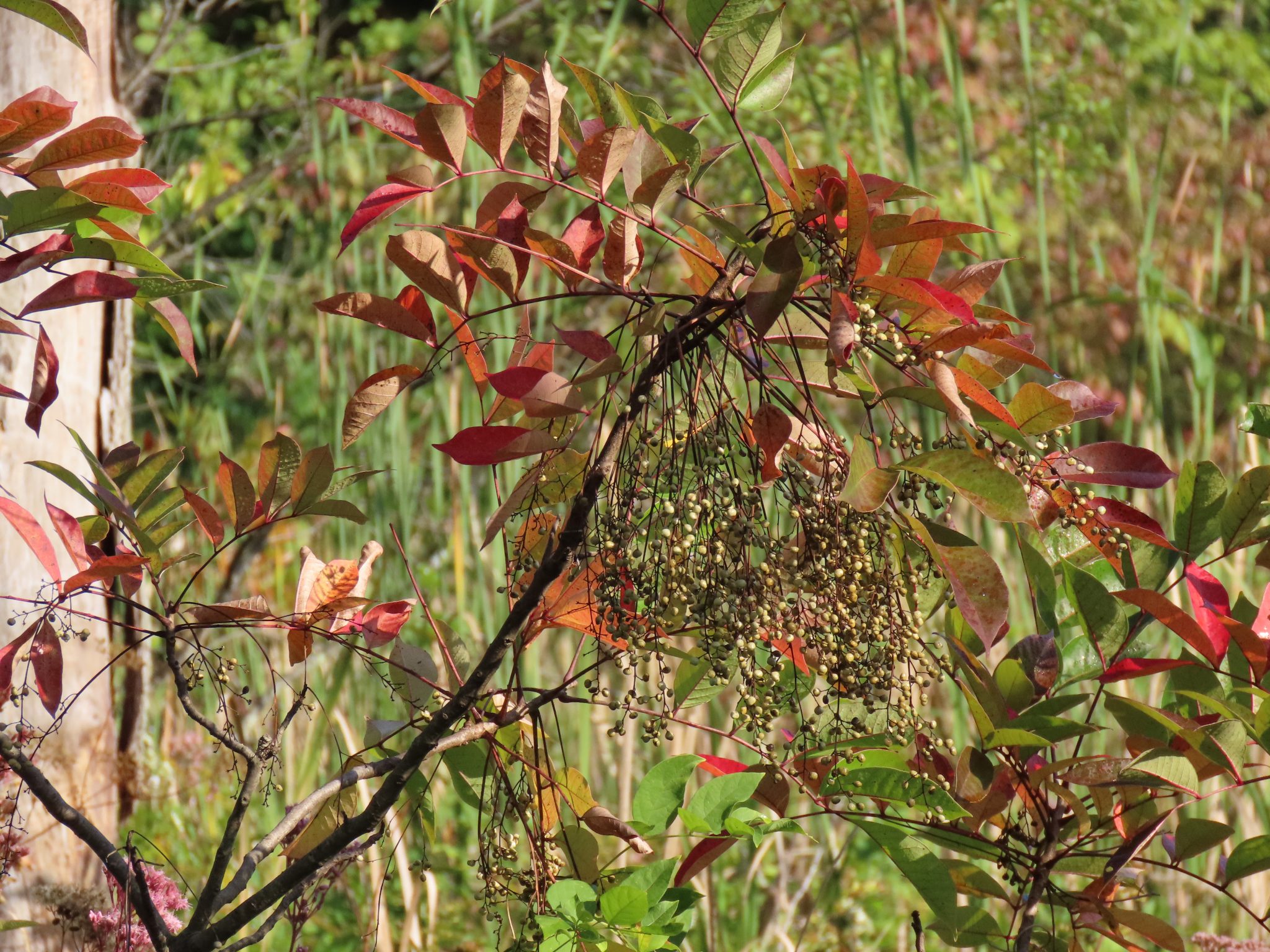 Poison Sumac: Tale of a Toxic Trailside Beauty – Oakland County Blog