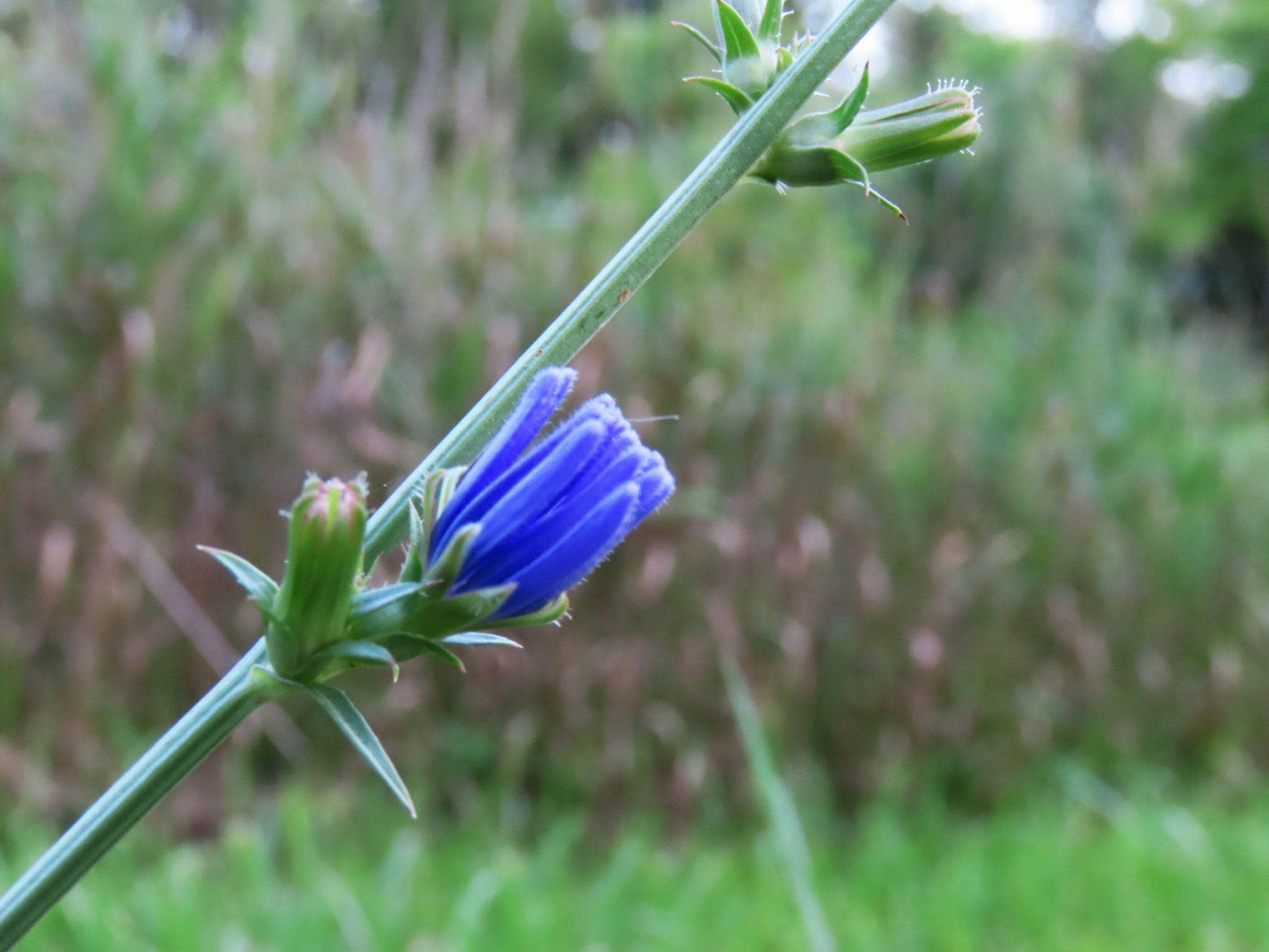 Chicory: Queen of the Roadside! – Oakland County Blog