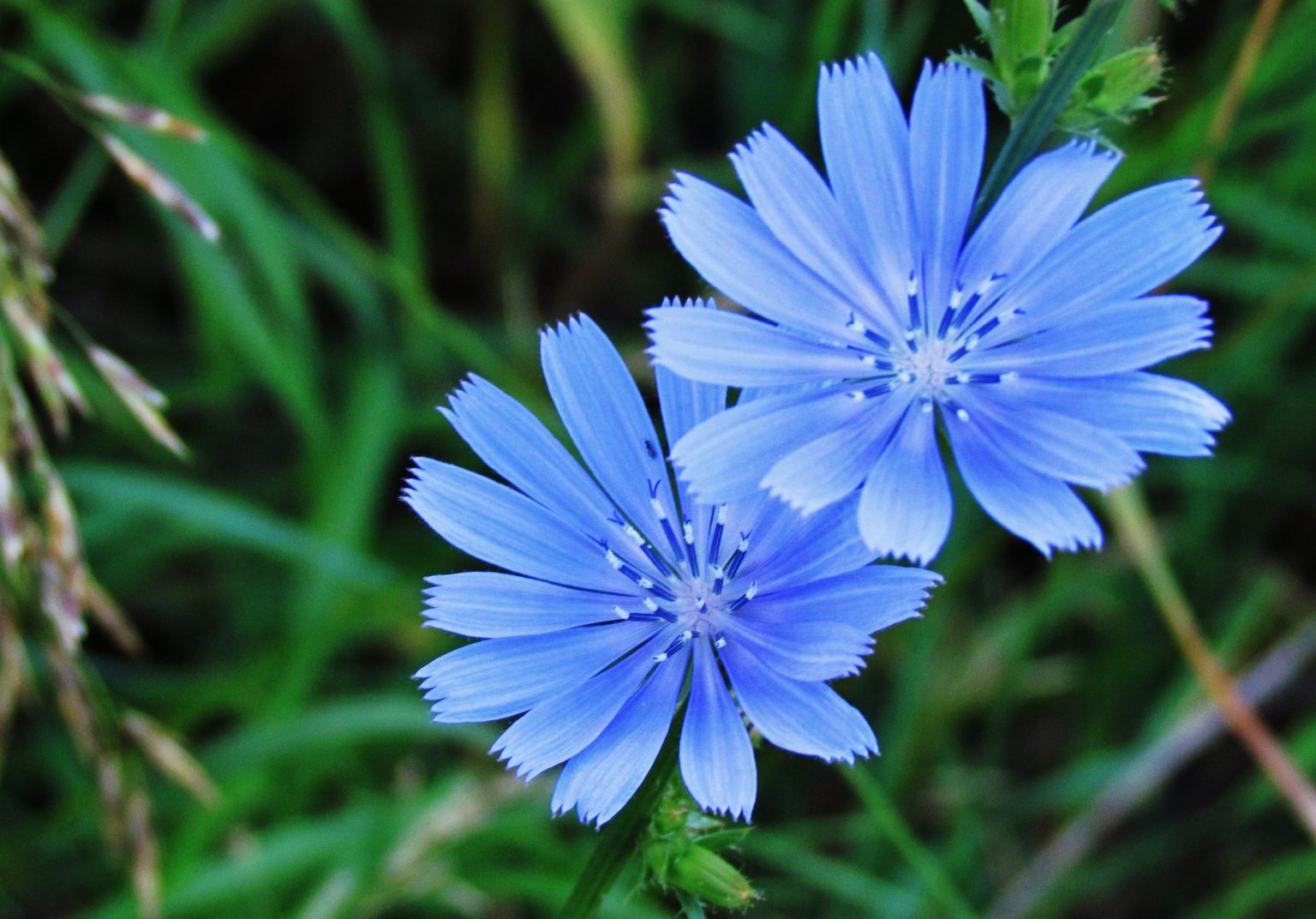 Chicory: Queen of the Roadside! – Oakland County Blog