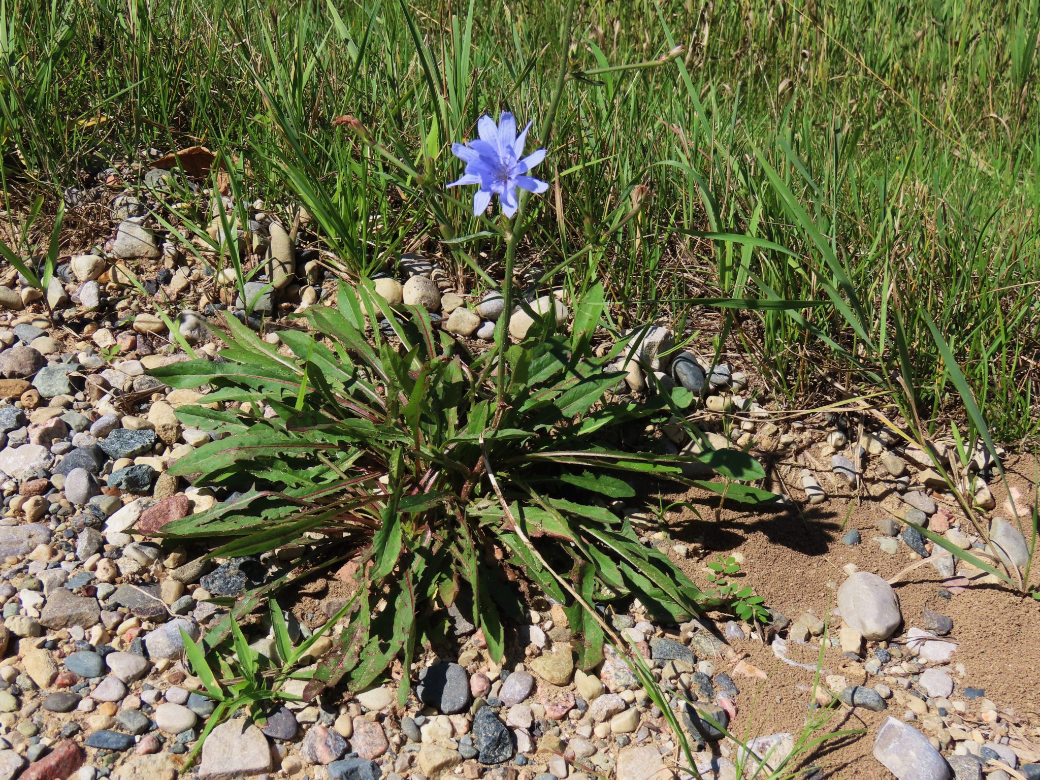 Chicory: Queen of the Roadside! – Oakland County Blog