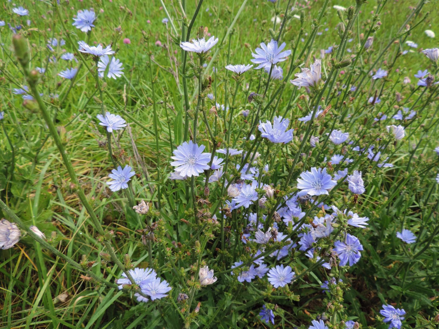 Chicory: Queen of the Roadside! – Oakland County Blog