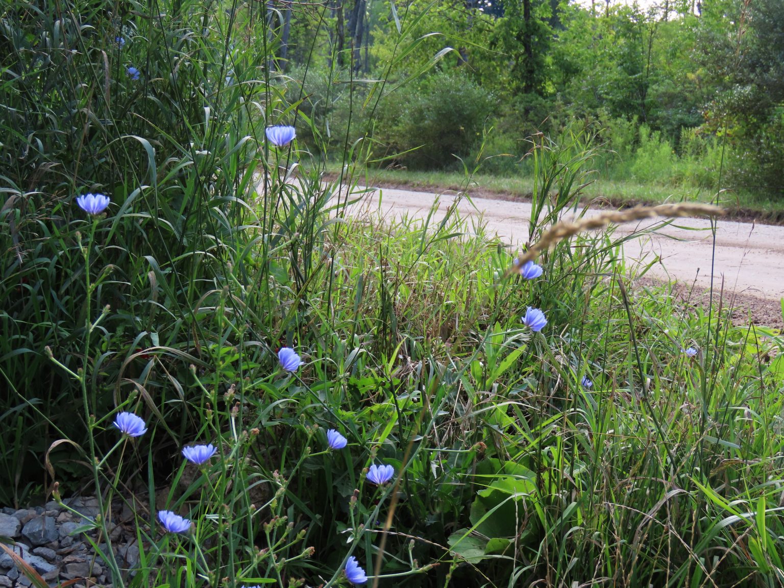 Chicory: Queen of the Roadside! – Oakland County Blog