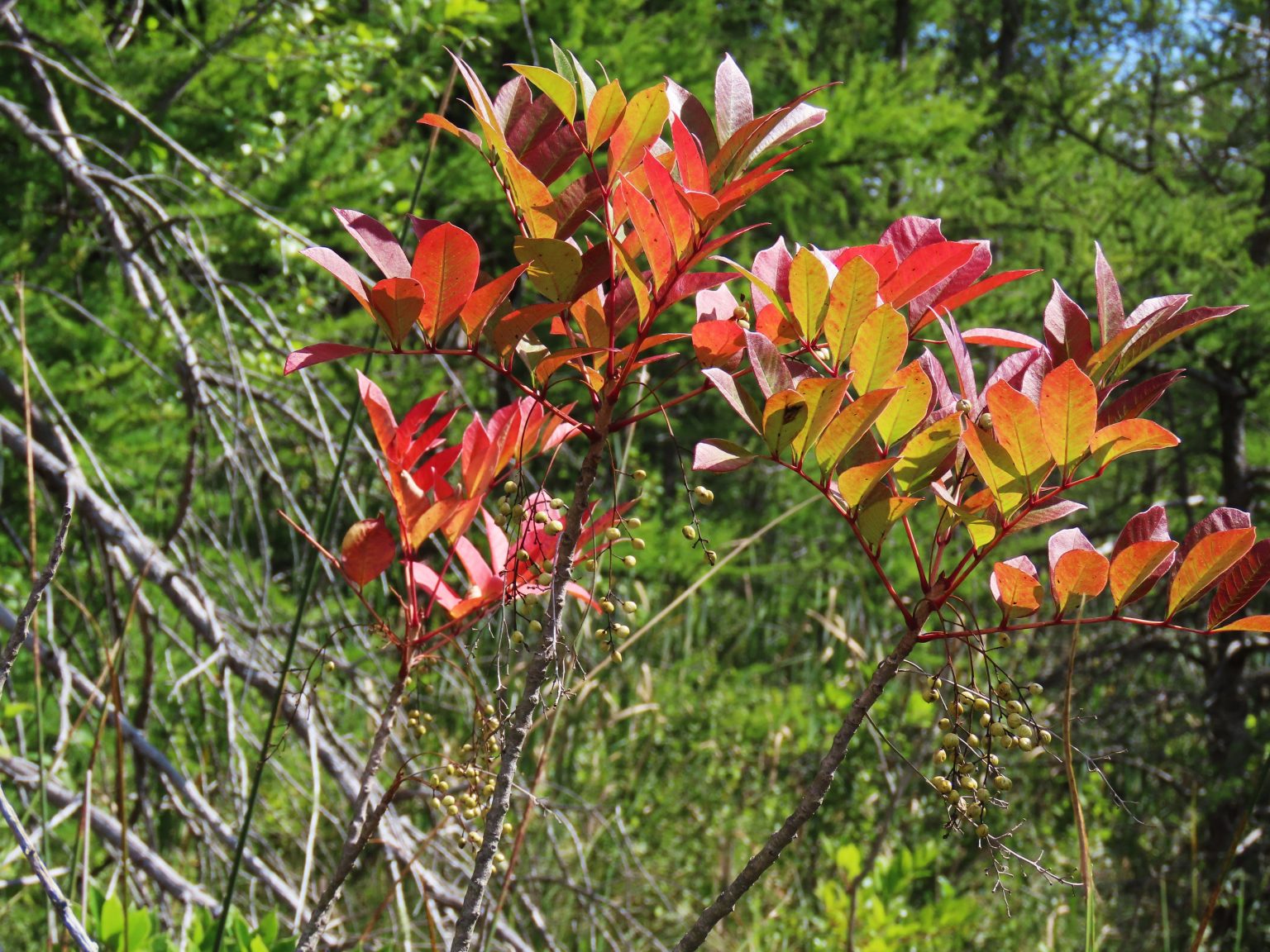 Poison Sumac: Tale of a Toxic Trailside Beauty – Oakland County Blog