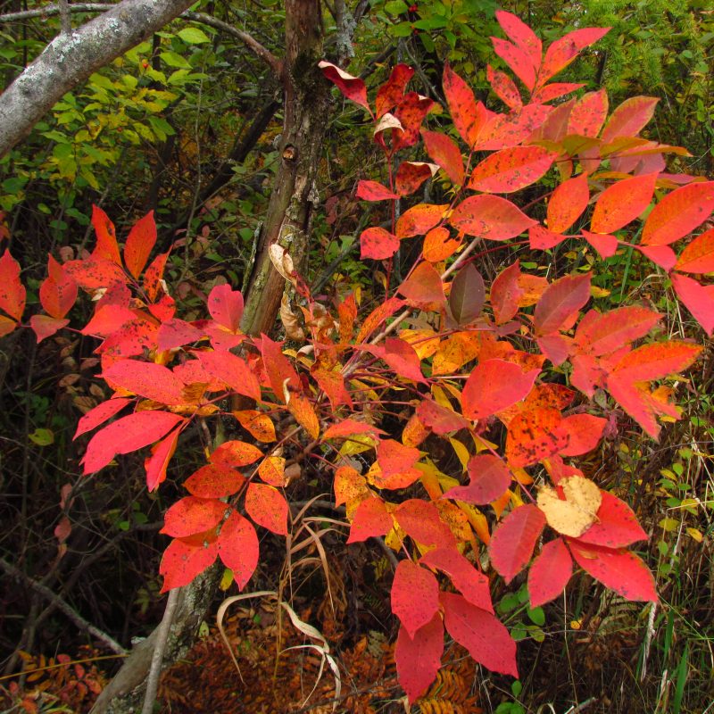 red leaf demon (1) – Oakland County Blog