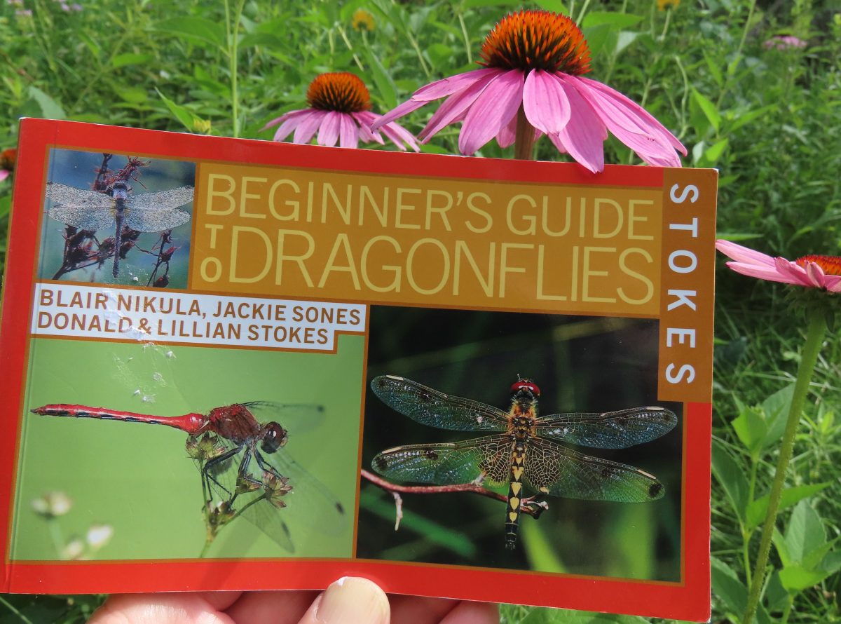 Flying Dragons of Summer! – Oakland County Blog