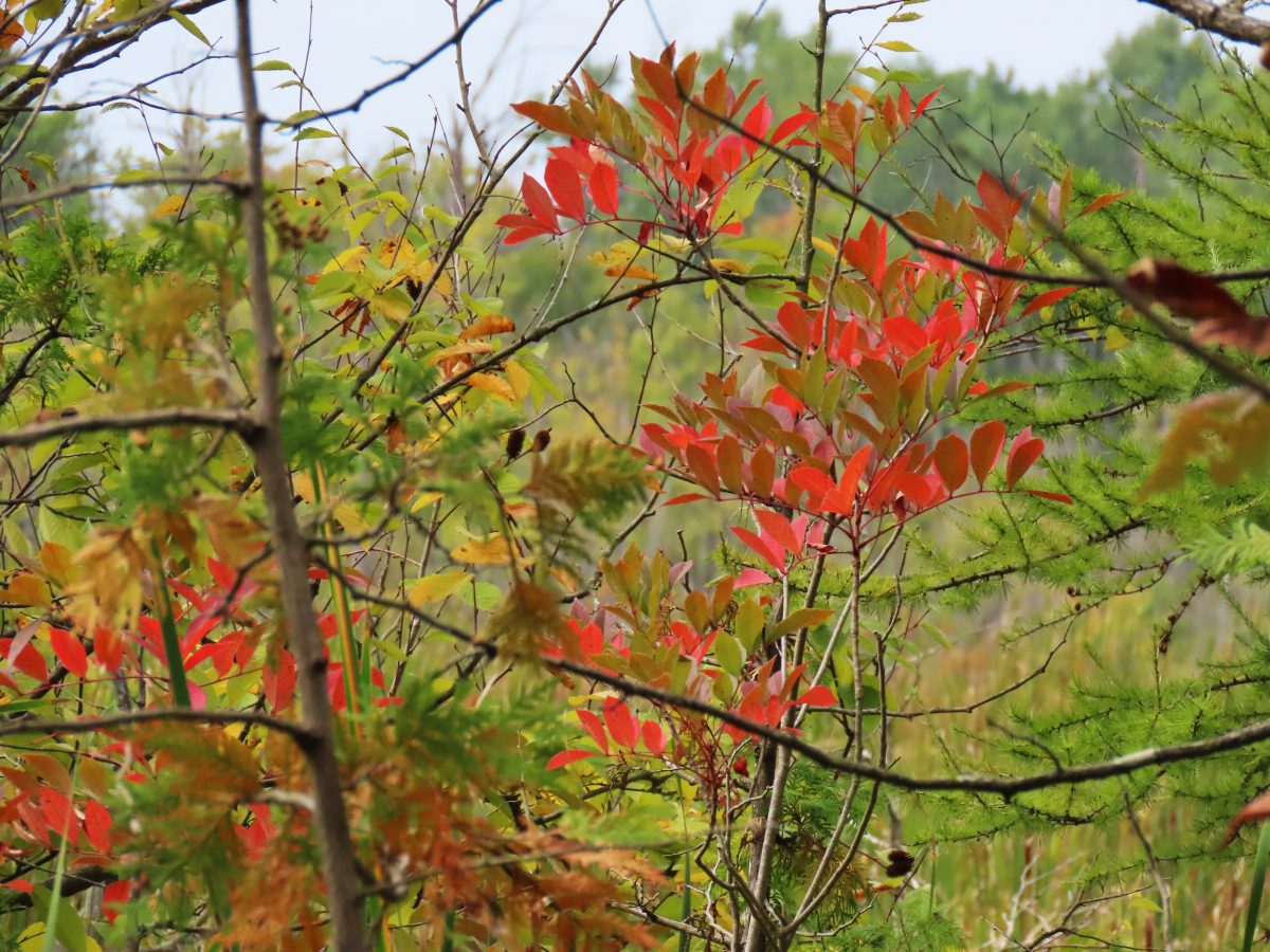 Poison Sumac: Tale of a Toxic Trailside Beauty – Oakland County Blog