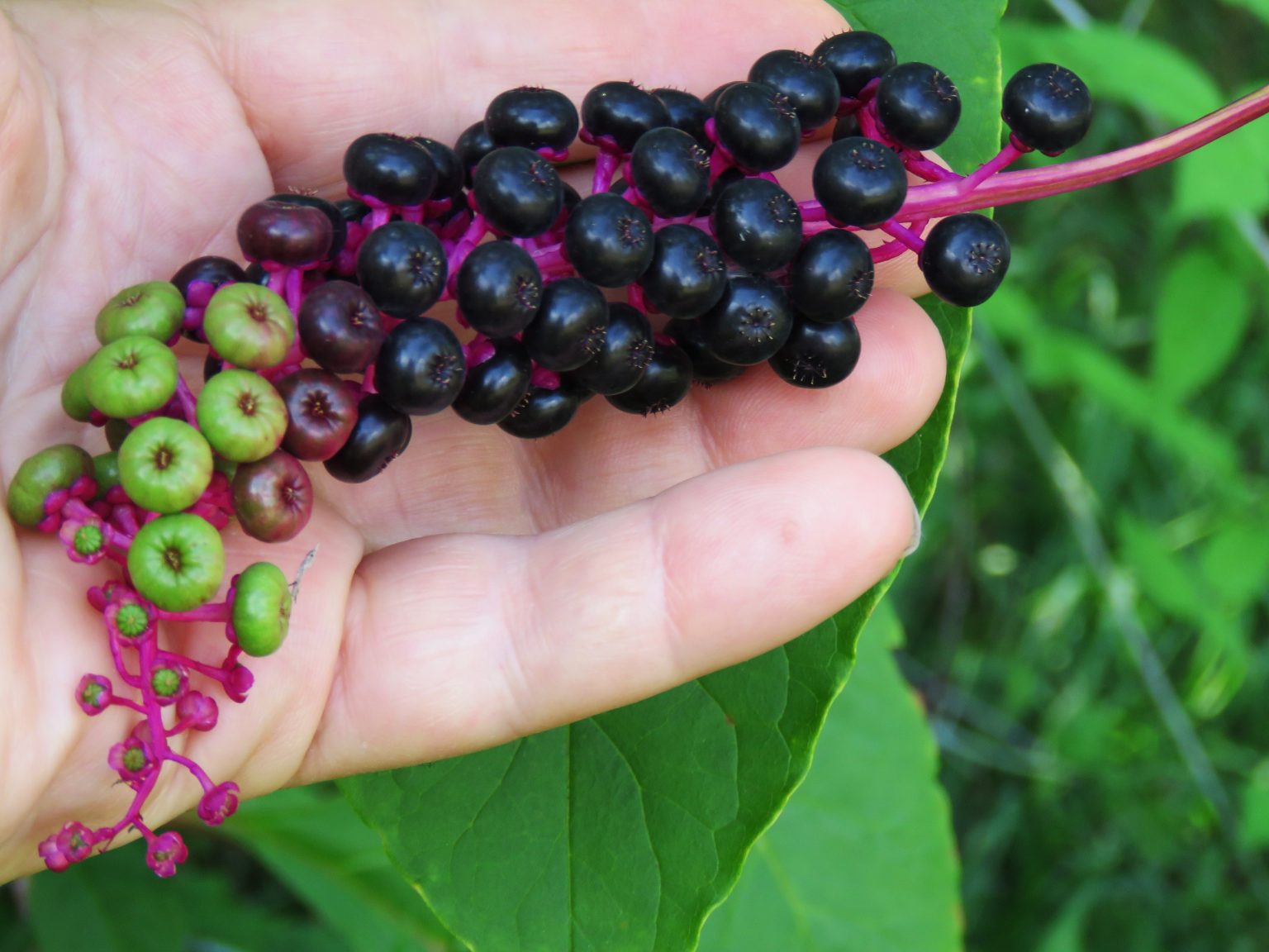 Trailside Pokeweed of Summer’s End – Oakland County Blog