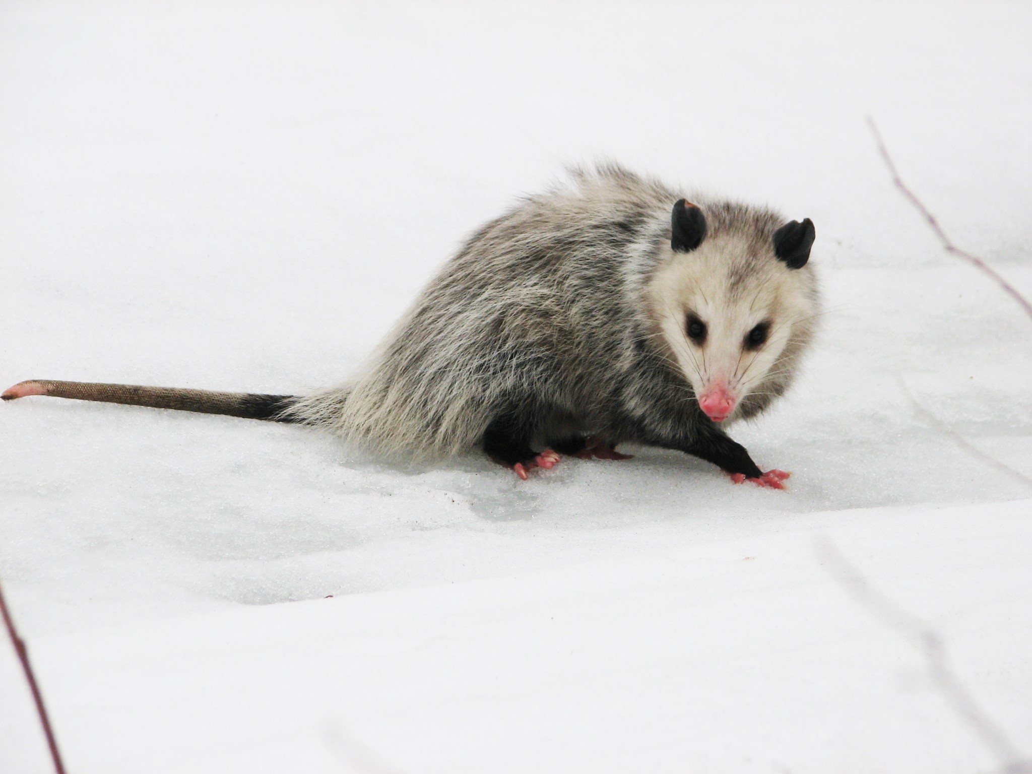 The Link between Opossums and Ticks – Oakland County Blog
