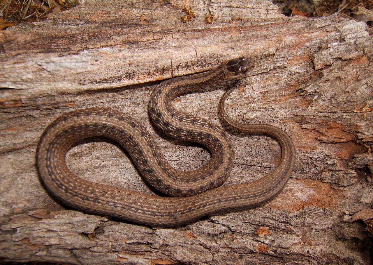 October Snake Tales – Oakland County Blog