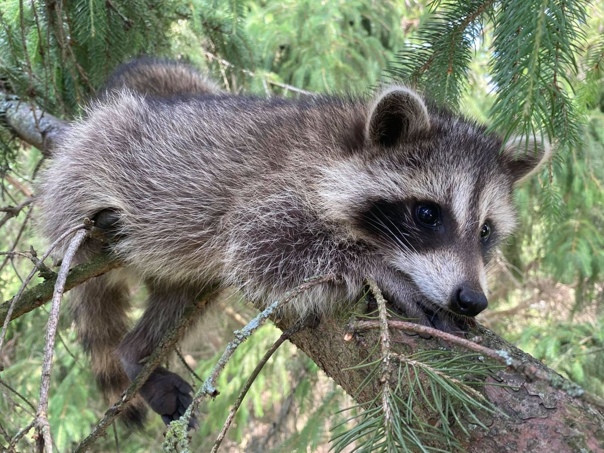 Raccoons: Masked Bandits of Oakland County – Oakland County Blog