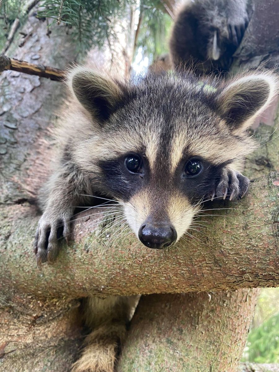 Raccoons: Masked Bandits of Oakland County – Oakland County Blog