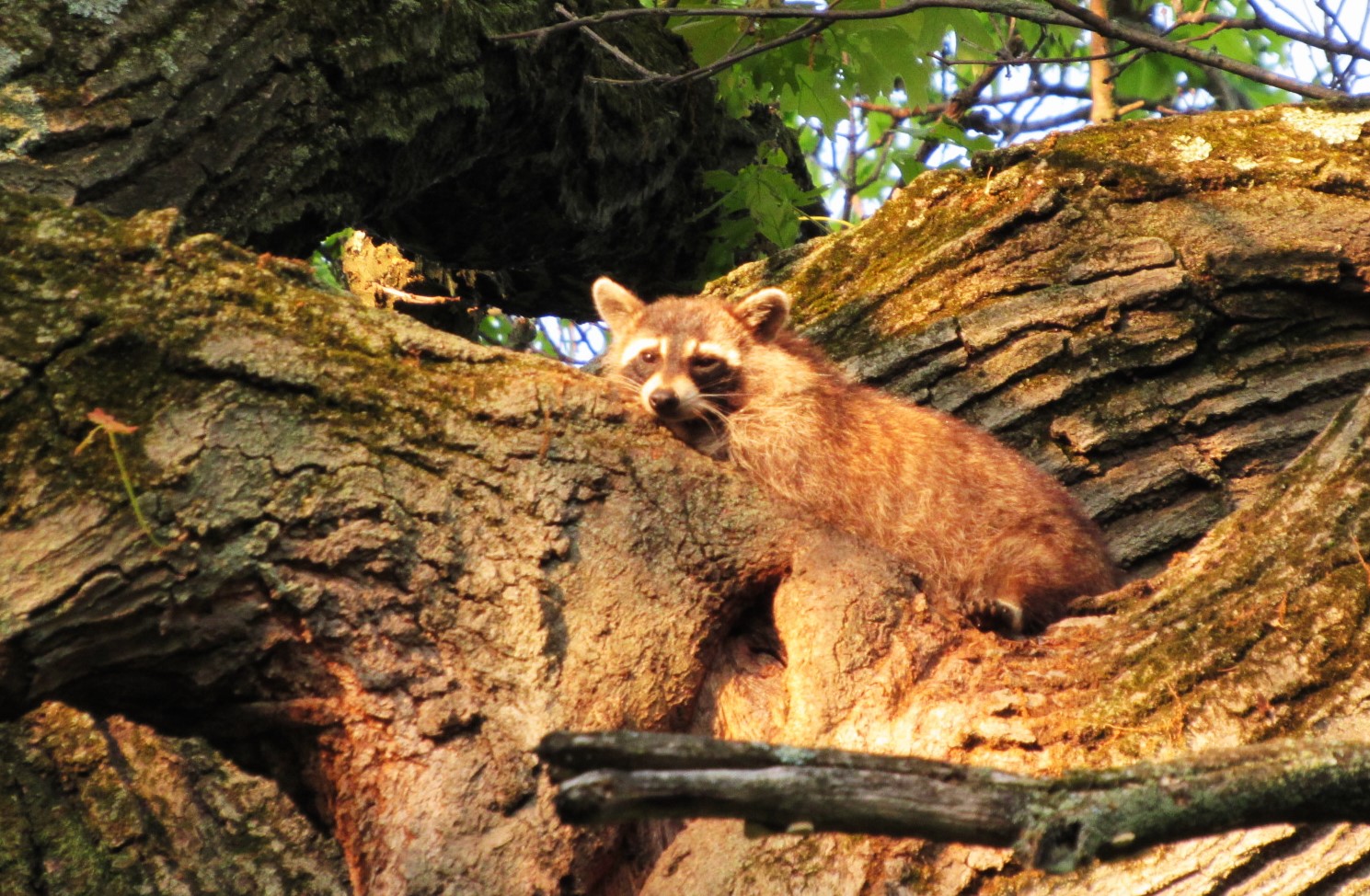 Raccoons: Masked Bandits of Oakland County – Oakland County Blog