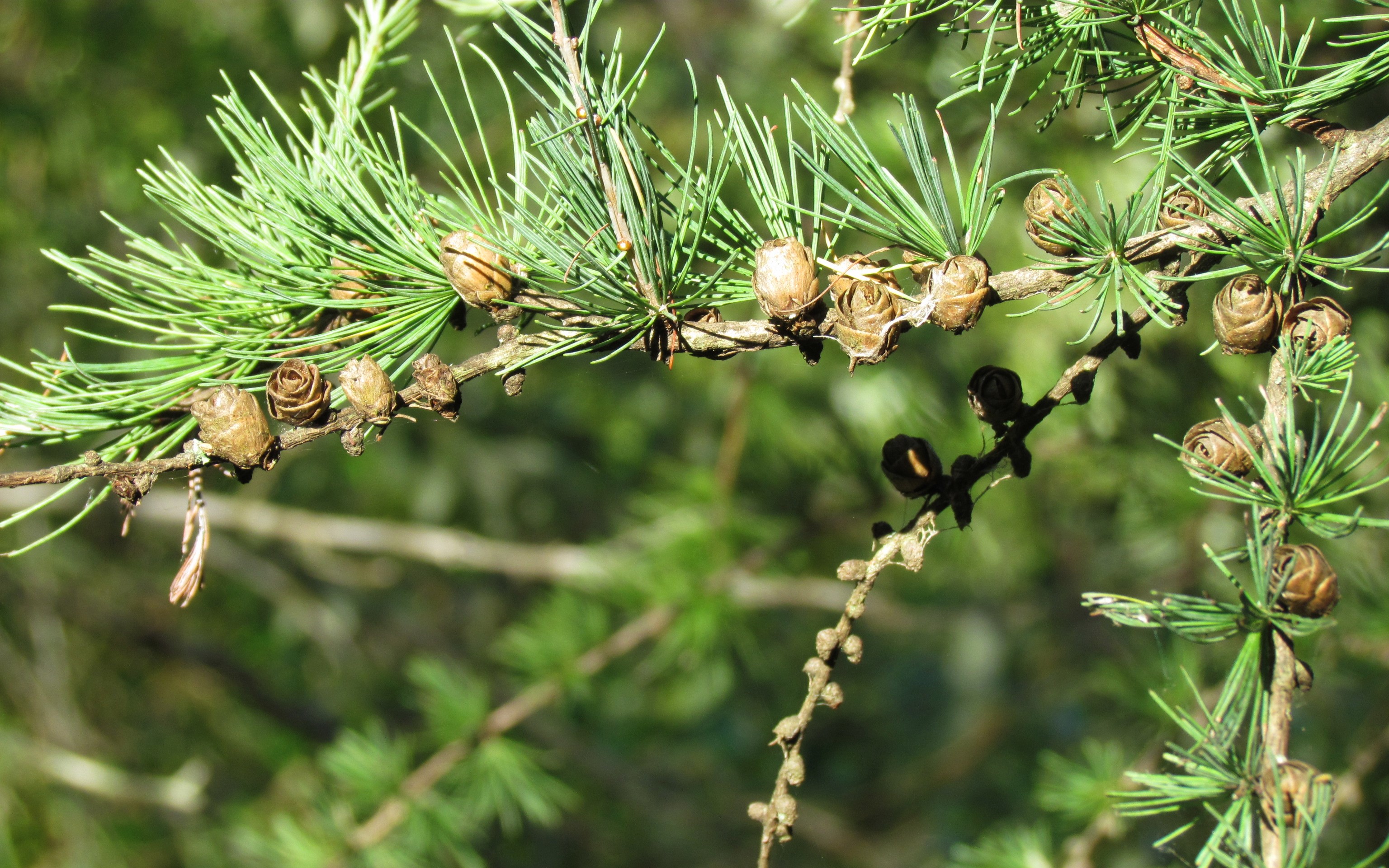It’s Totally Tamarack Time! – Oakland County Blog