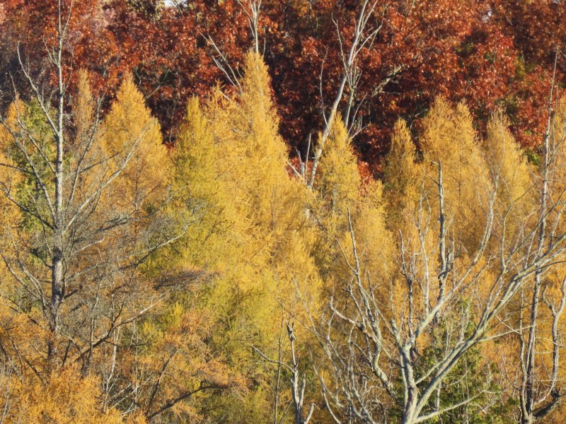 It’s Totally Tamarack Time! – Oakland County Blog