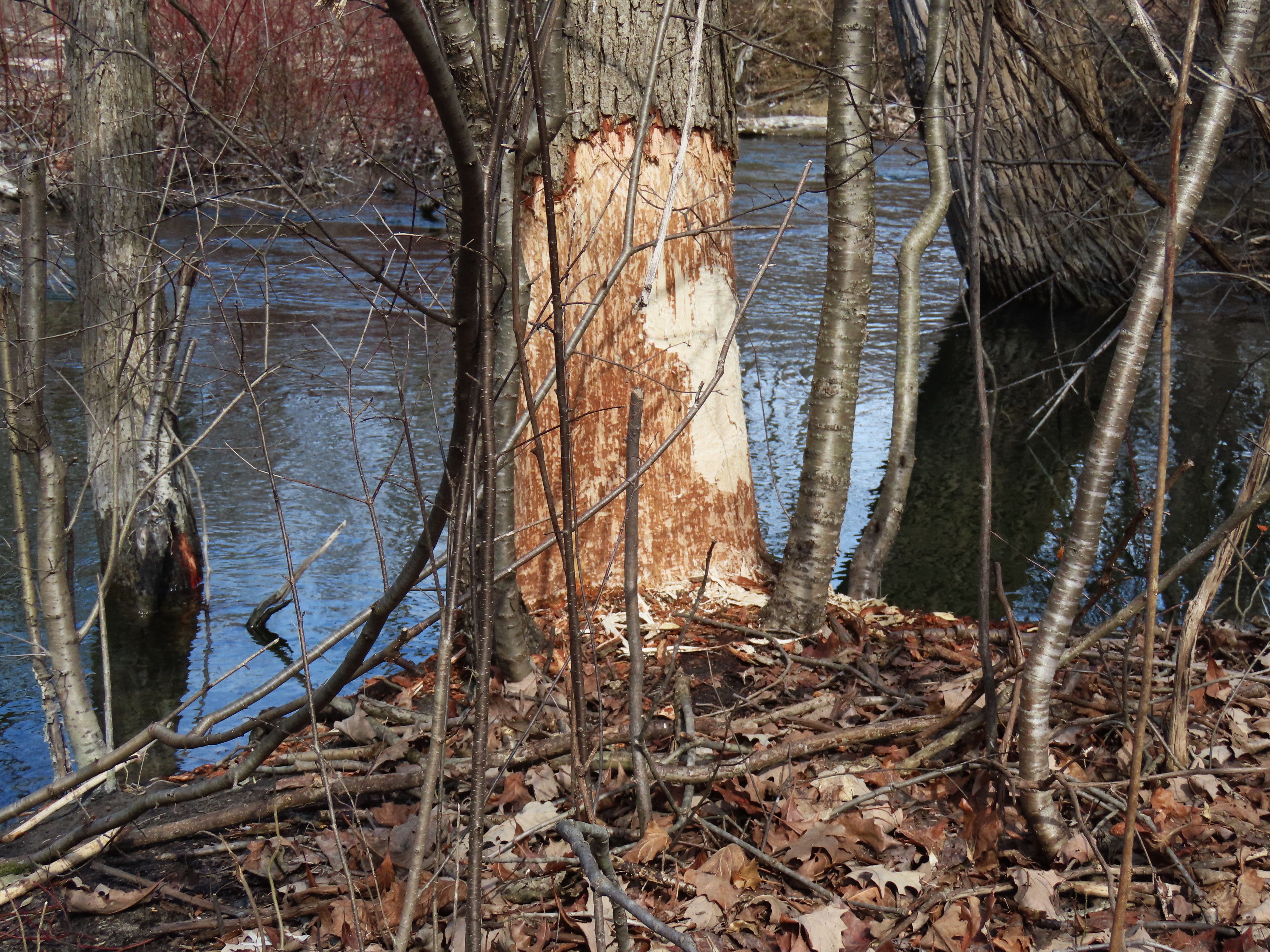 Beavers: Oakland County’s Best Dam Builders! – Oakland County Blog