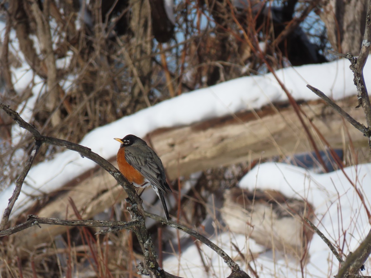 Robins at the Dawn of Spring – Oakland County Blog